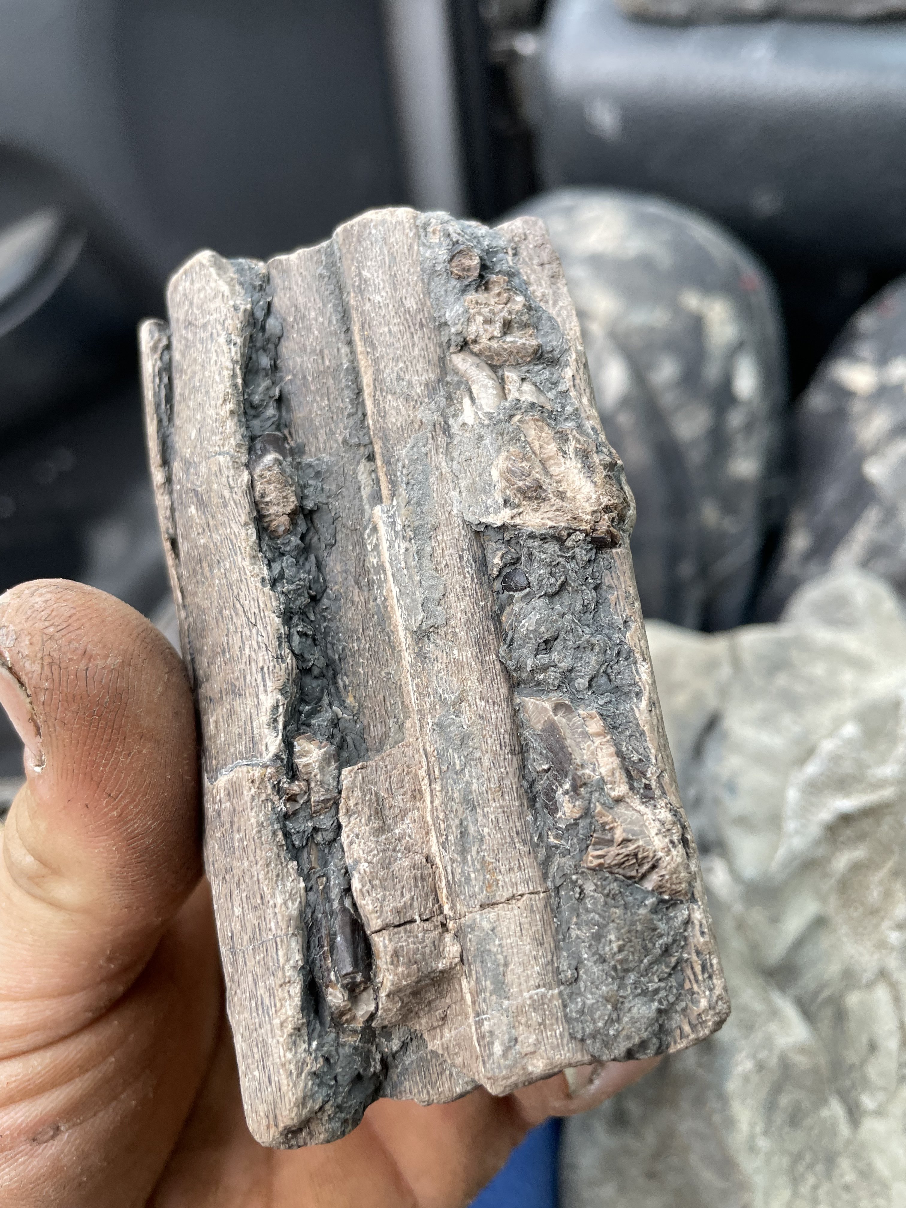 Possible bone fossil - Fossil ID - The Fossil Forum
