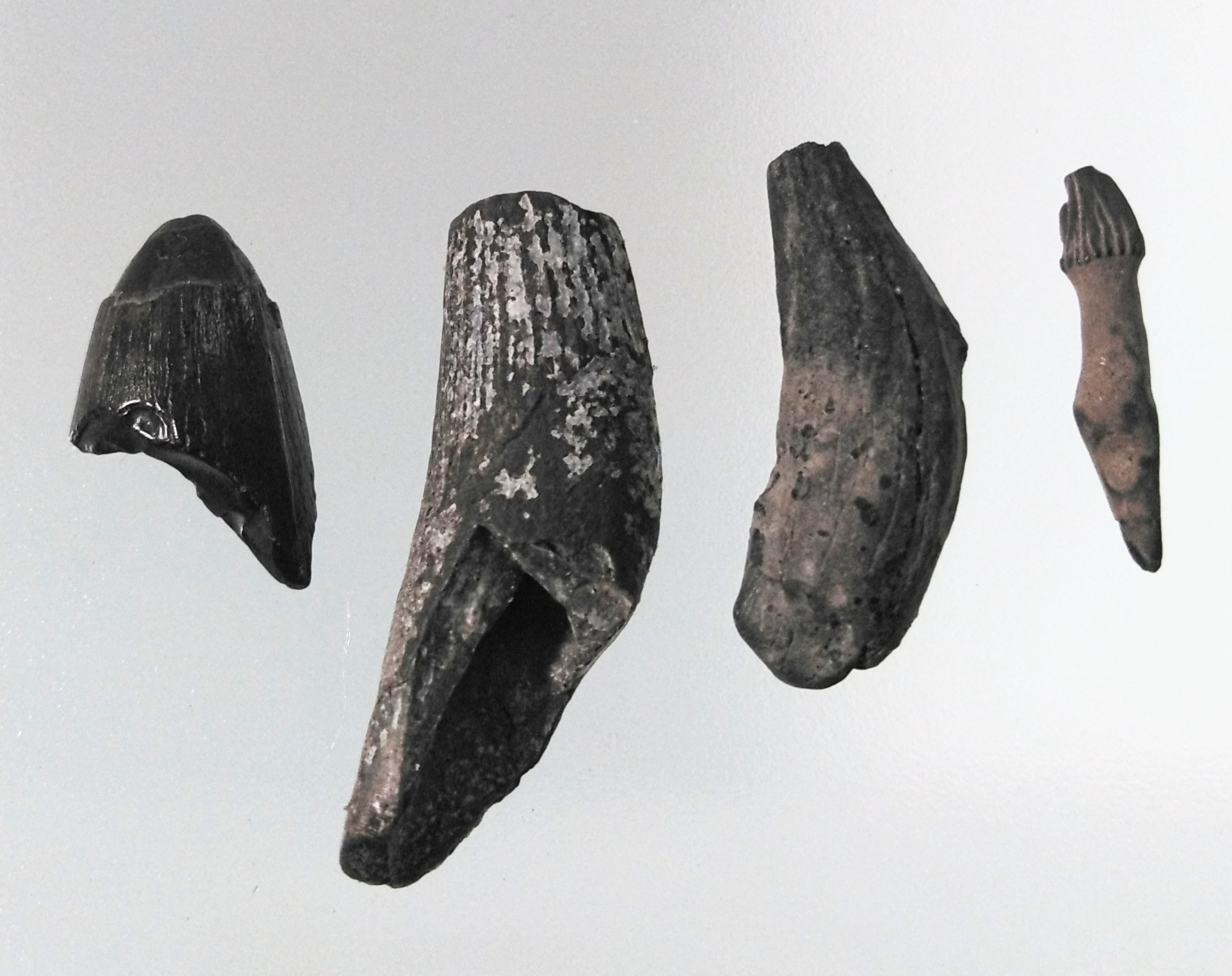 Lots of Imperfection Revisited - Fossil Hunting Trips - The Fossil Forum