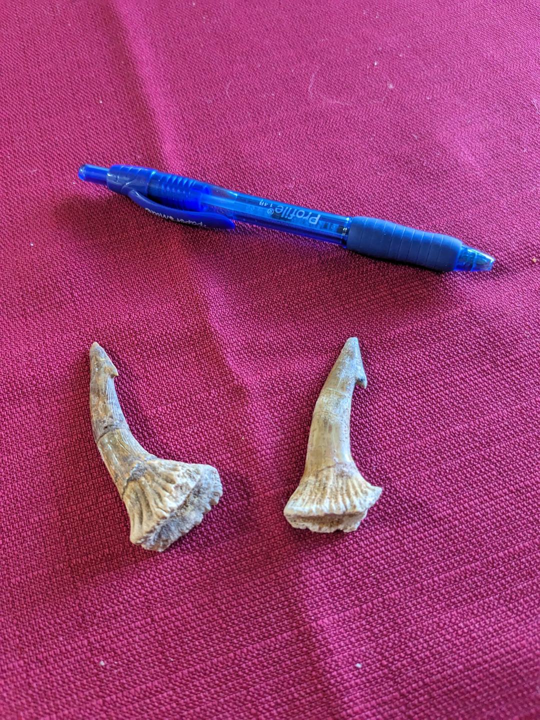 Teeth? Claws? From Dinosaur? - Fossil ID - The Fossil Forum