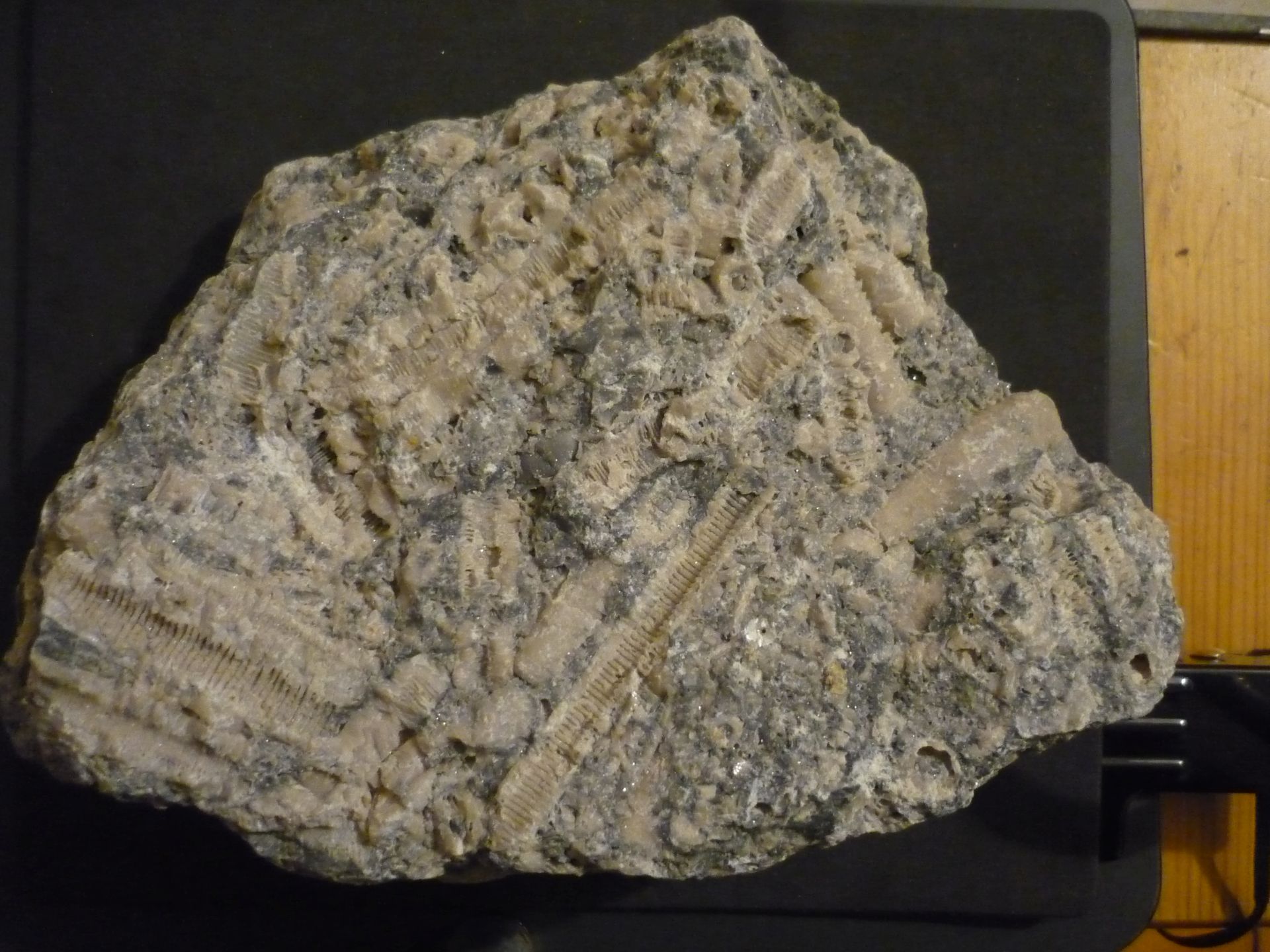 What is surrounding this Crinoid stem? - Fossil ID - The Fossil Forum