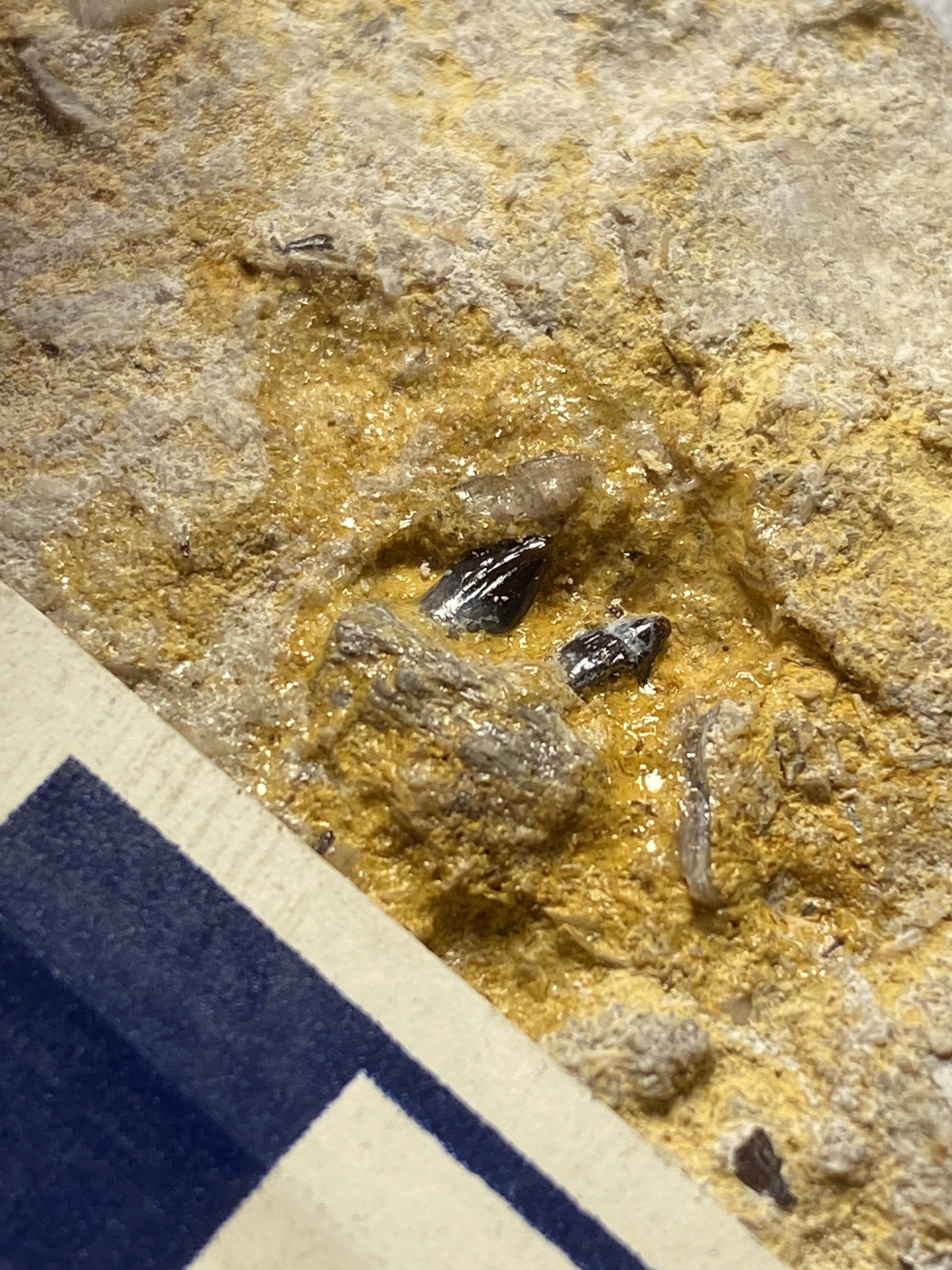 Jaw with 2 teeth, Cenomanian, TX - Fossil ID - The Fossil Forum