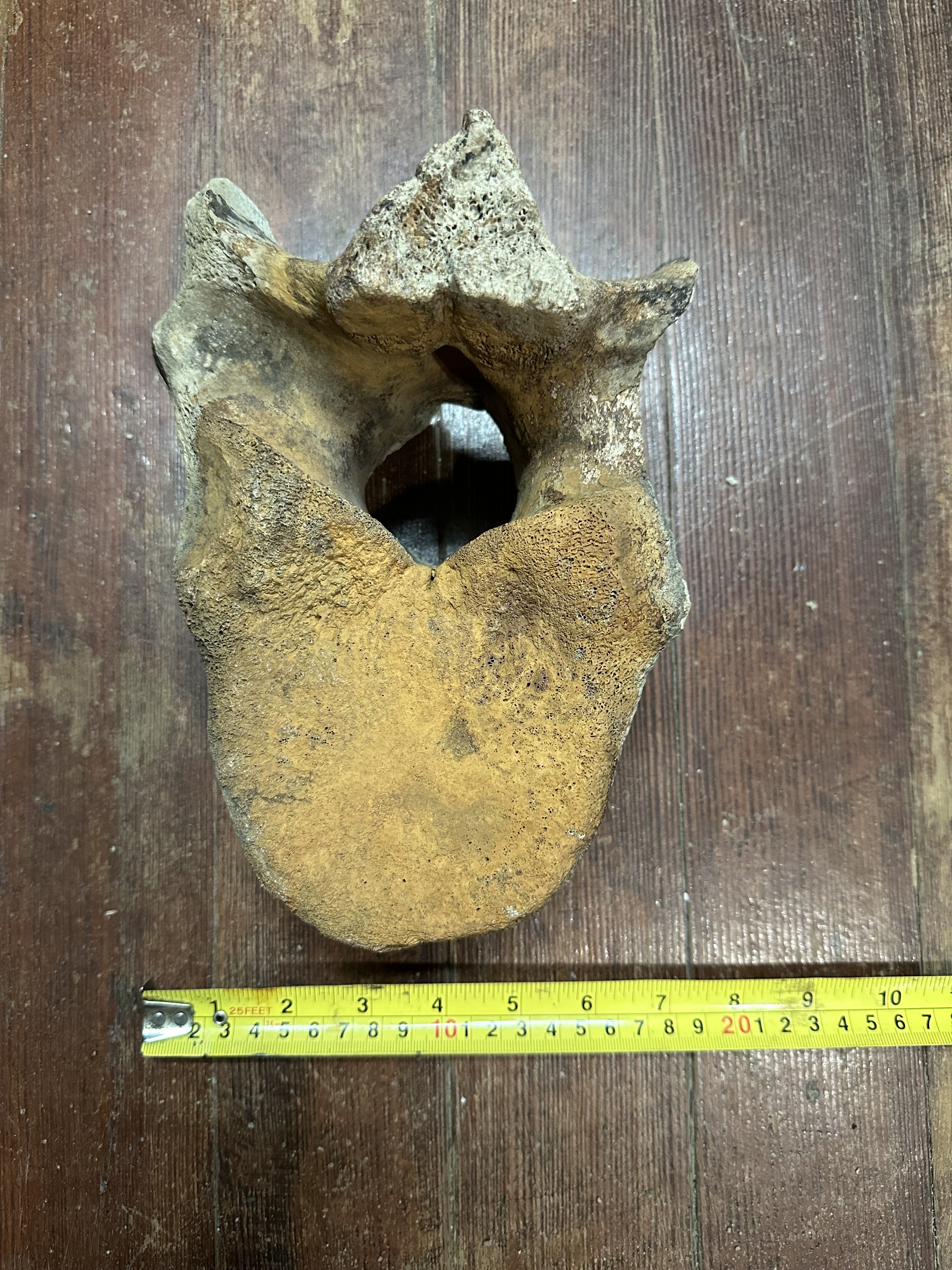 Large Mammal Vertebrae - Fossil ID - The Fossil Forum