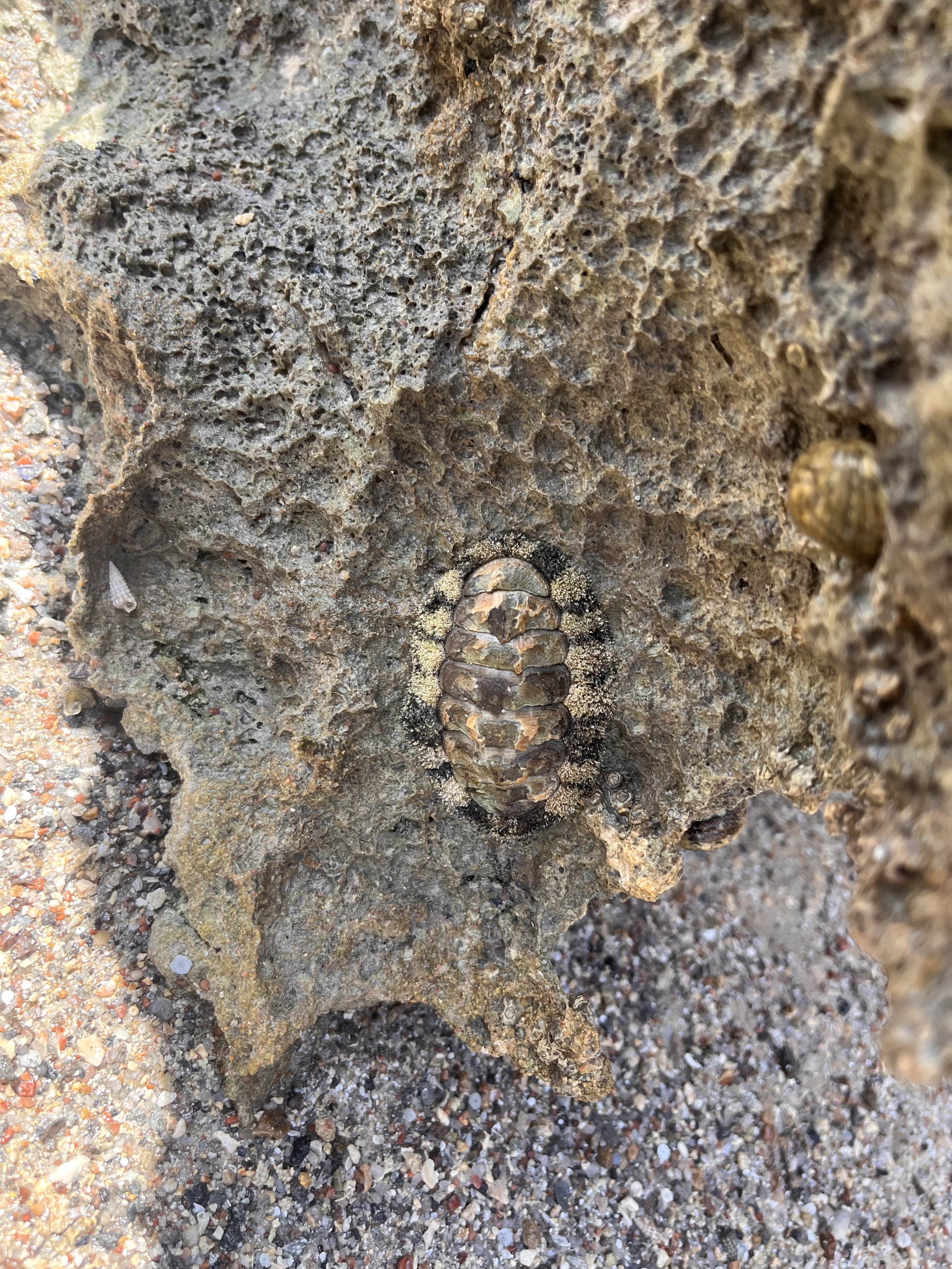 Help Identify please (turtle shell-looking) - Fossil ID - The Fossil Forum