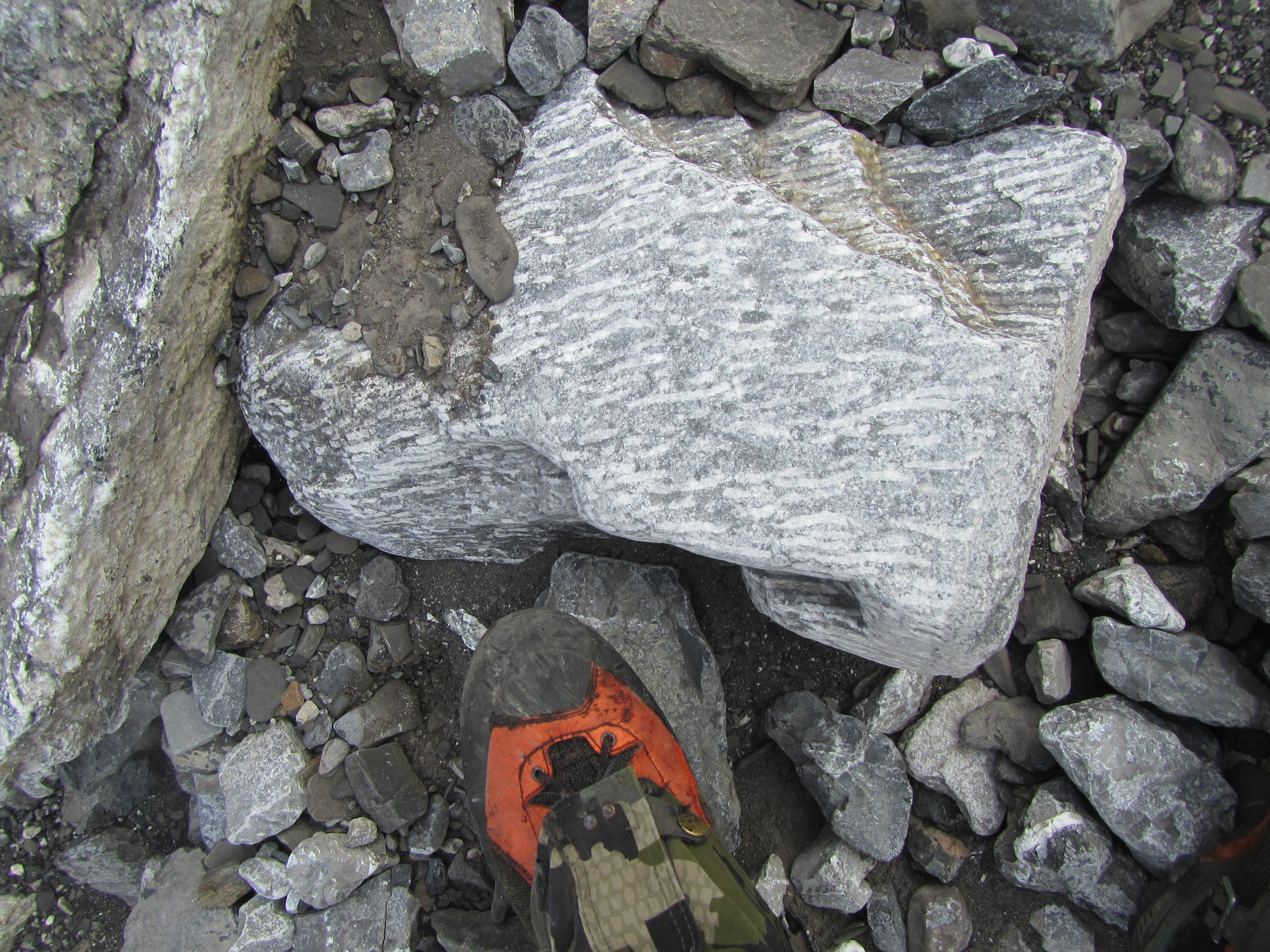 Alaska-Hunting Trip with Fossils - Fossil Hunting Trips - The Fossil Forum