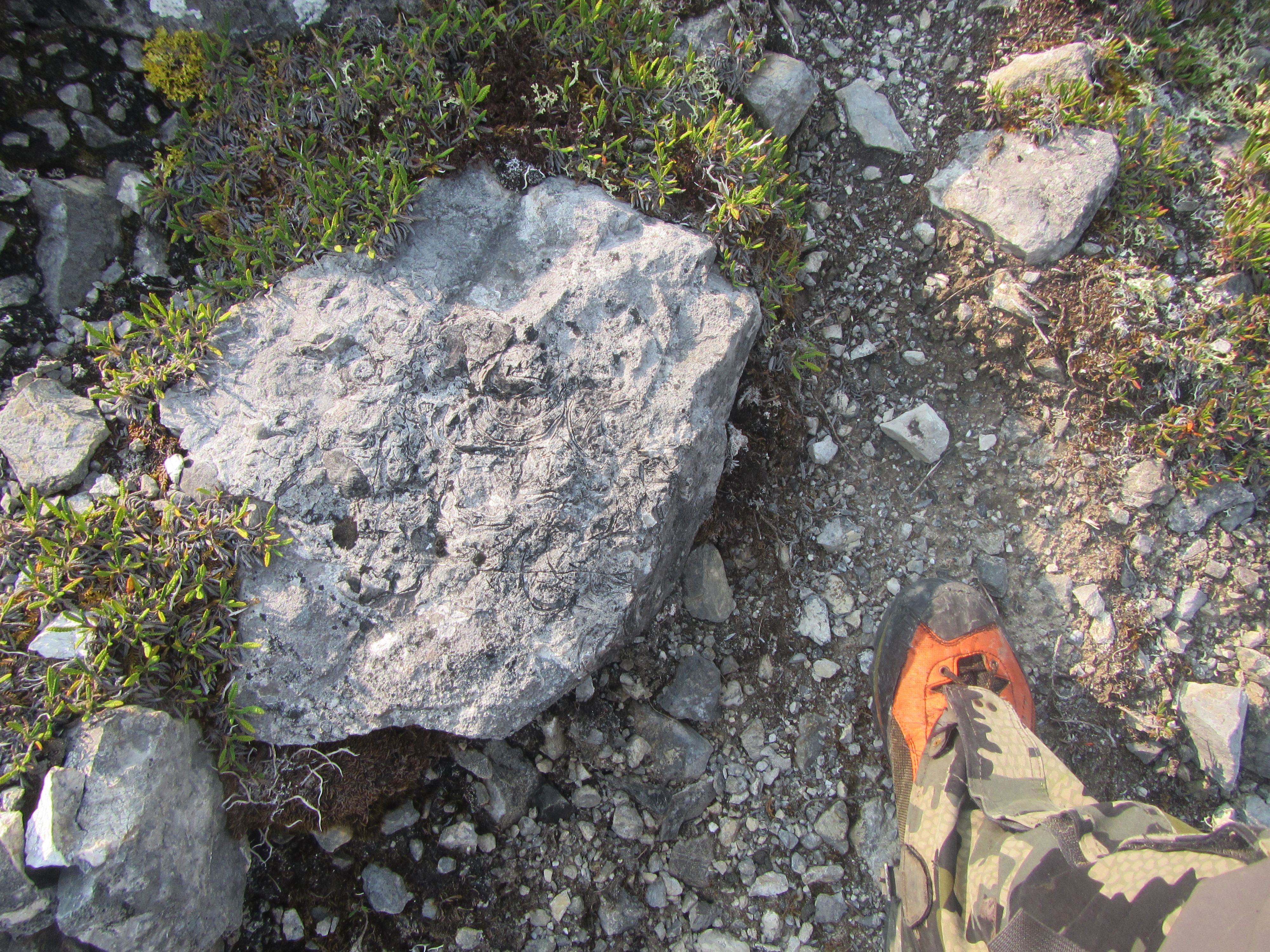 Alaska-Hunting Trip with Fossils - Fossil Hunting Trips - The Fossil Forum