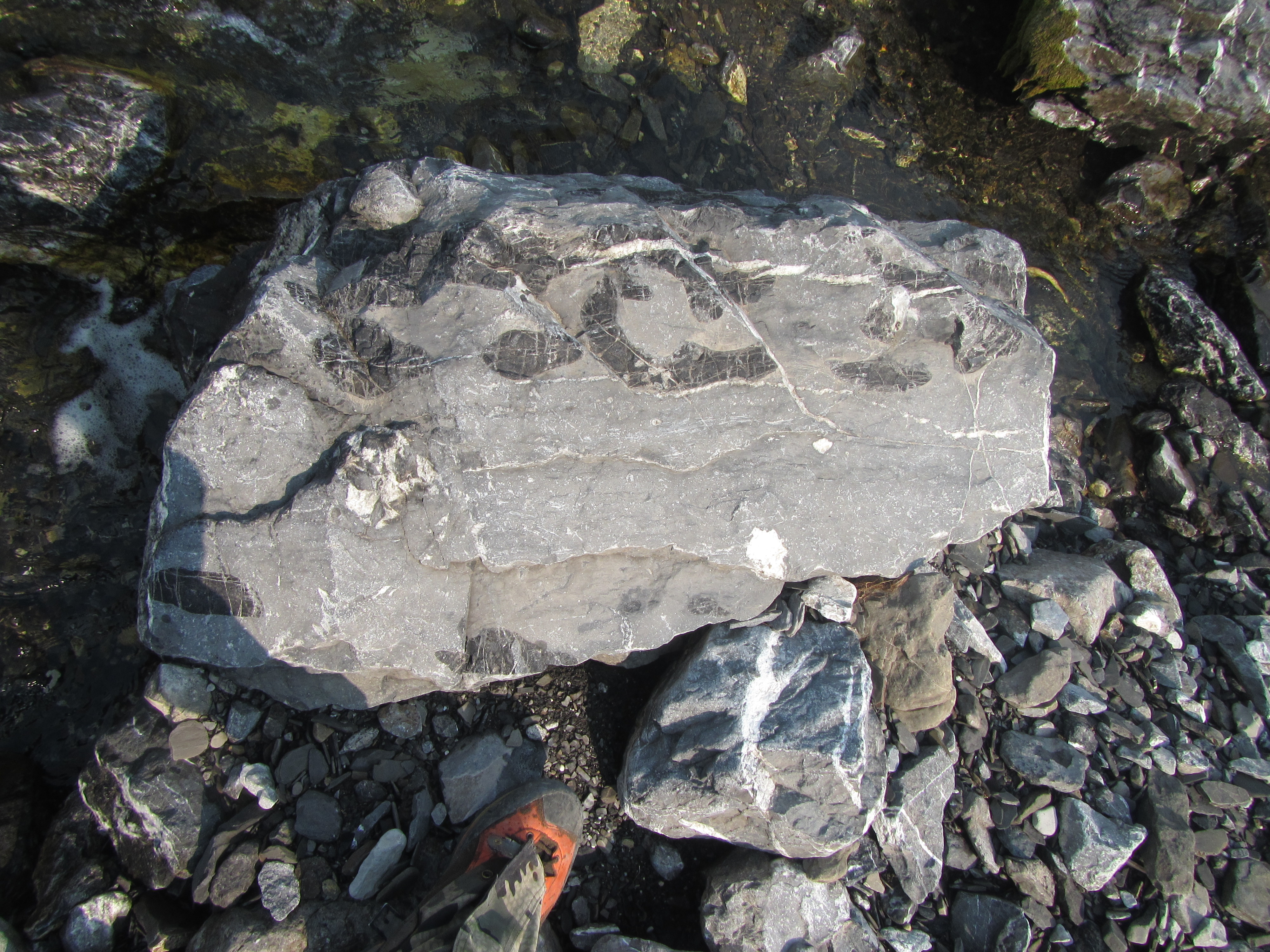 Alaska-Hunting Trip with Fossils - Fossil Hunting Trips - The Fossil Forum