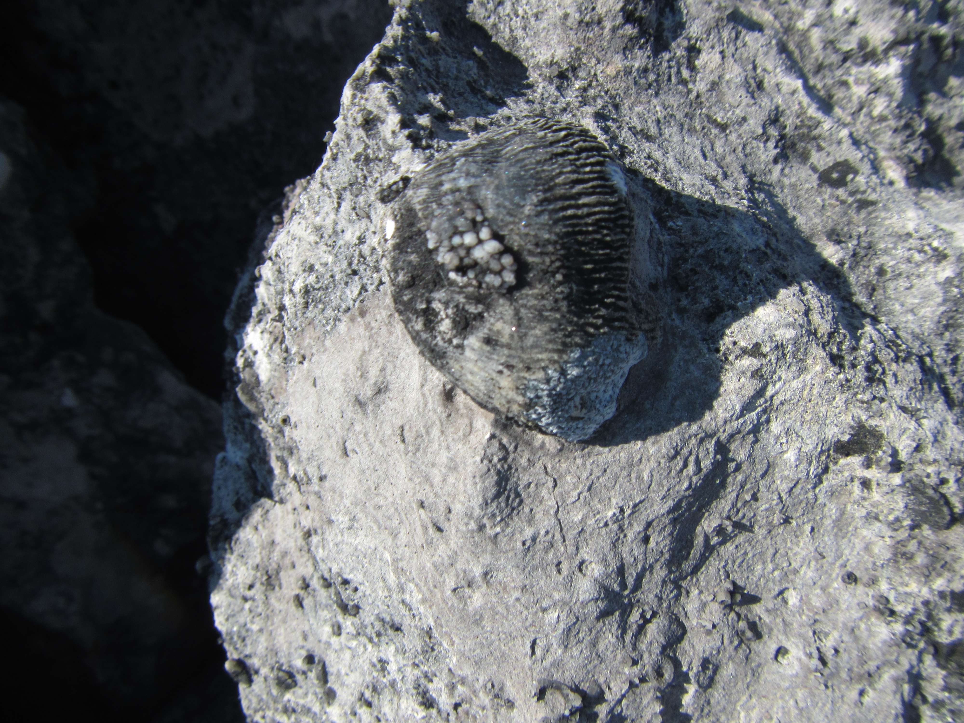 Alaska-Hunting Trip with Fossils - Fossil Hunting Trips - The Fossil Forum
