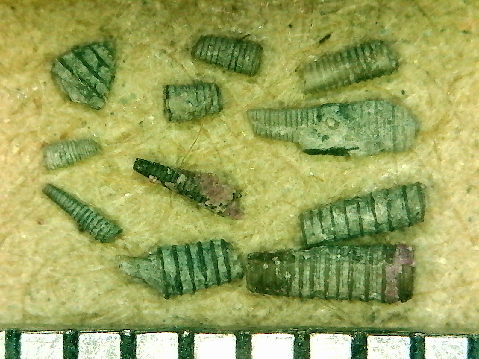 Small unknown segmented fossil from the Devonian of Ohio - Fossil ID ...