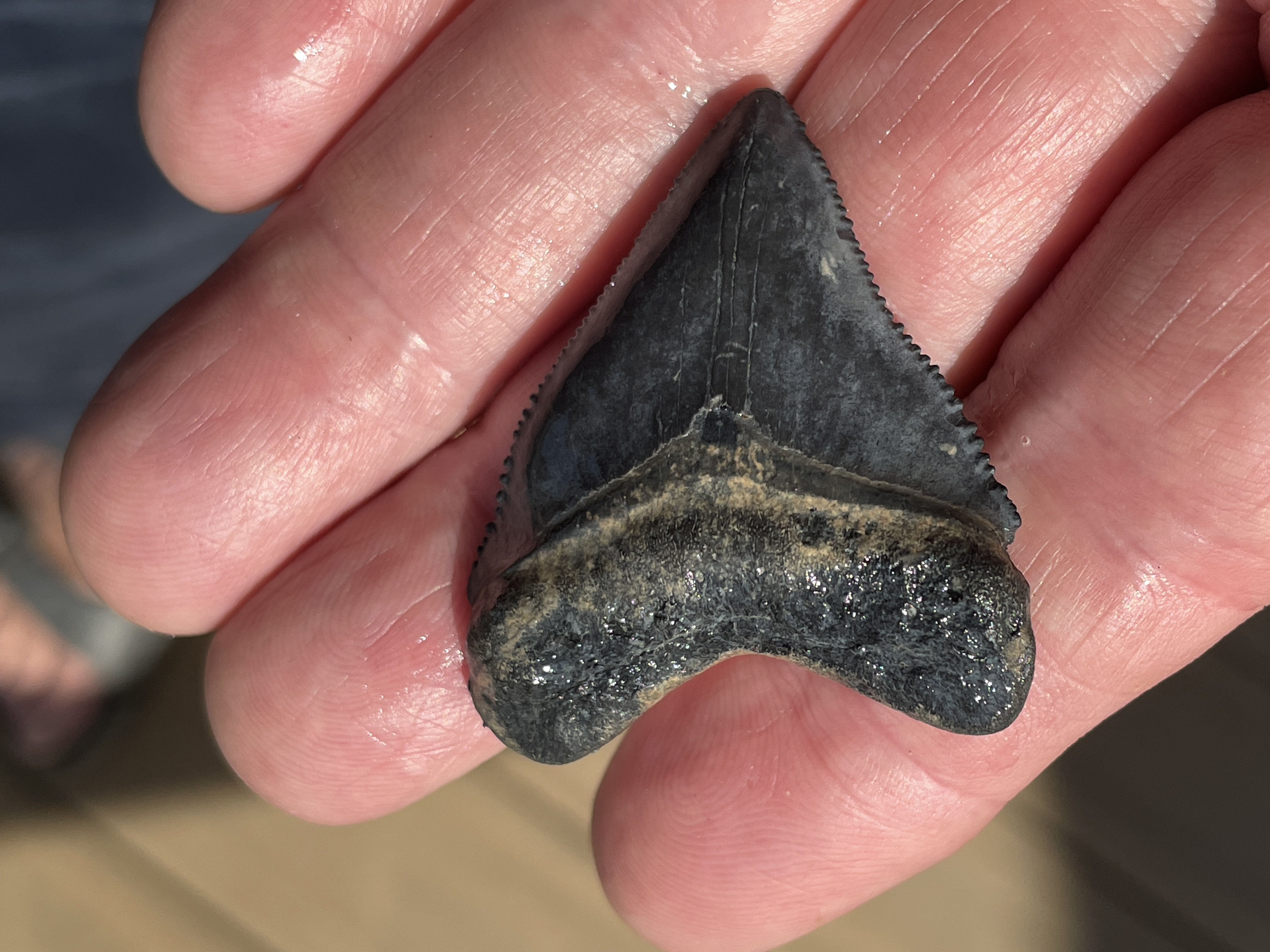 A Twisted Bone - Fossil ID - The Fossil Forum