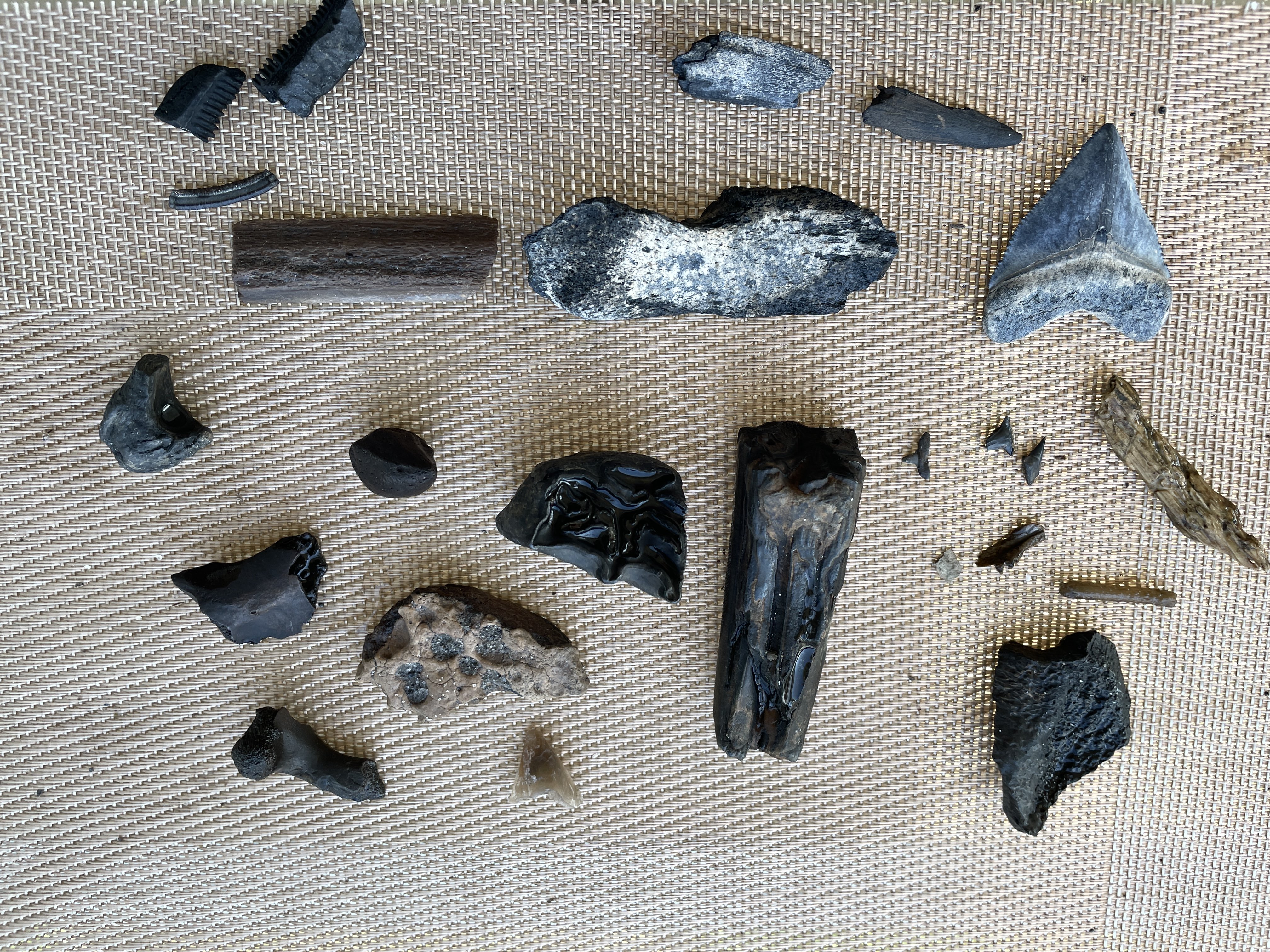 A Twisted Bone - Fossil ID - The Fossil Forum