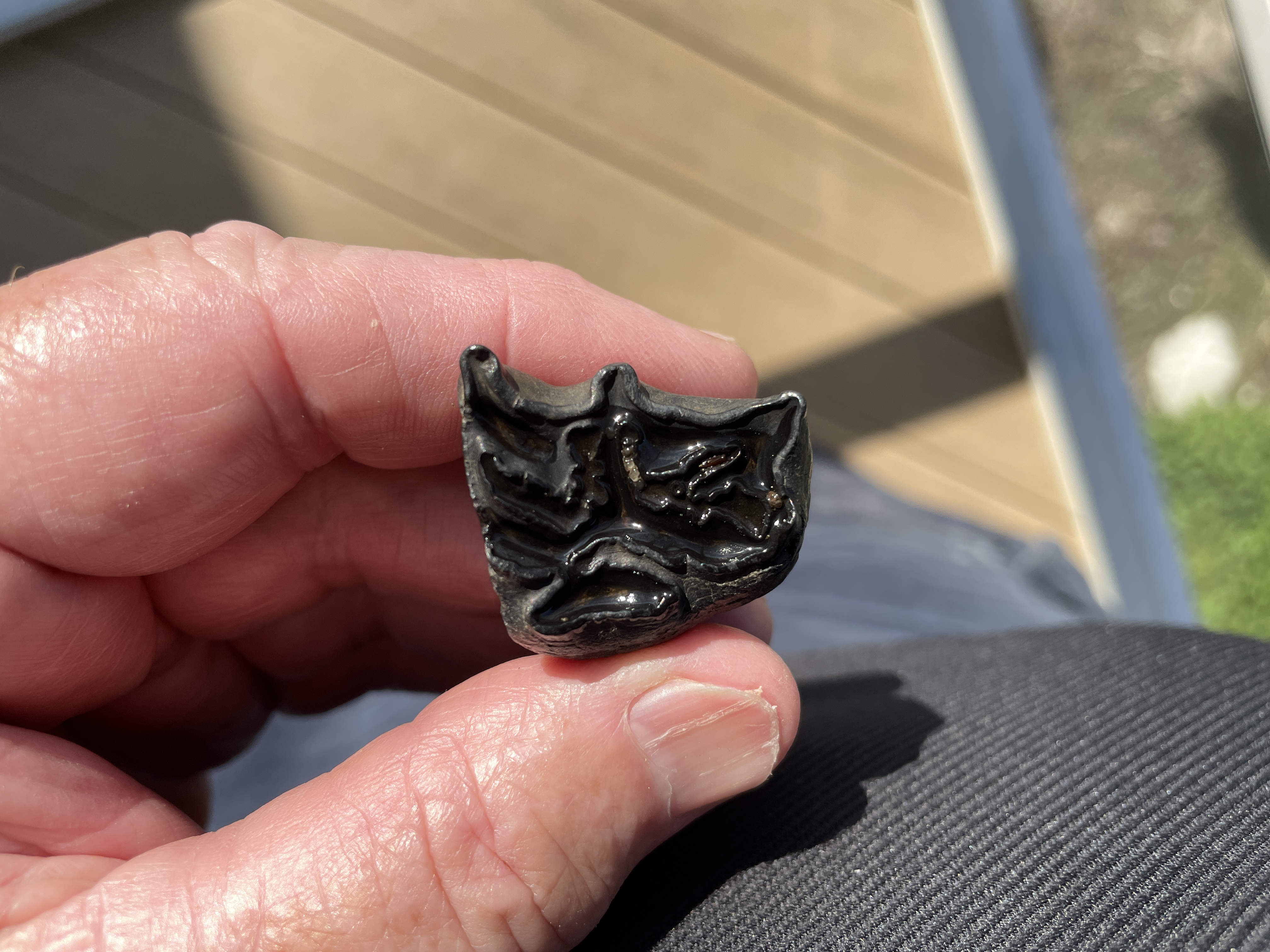 A Twisted Bone - Fossil ID - The Fossil Forum