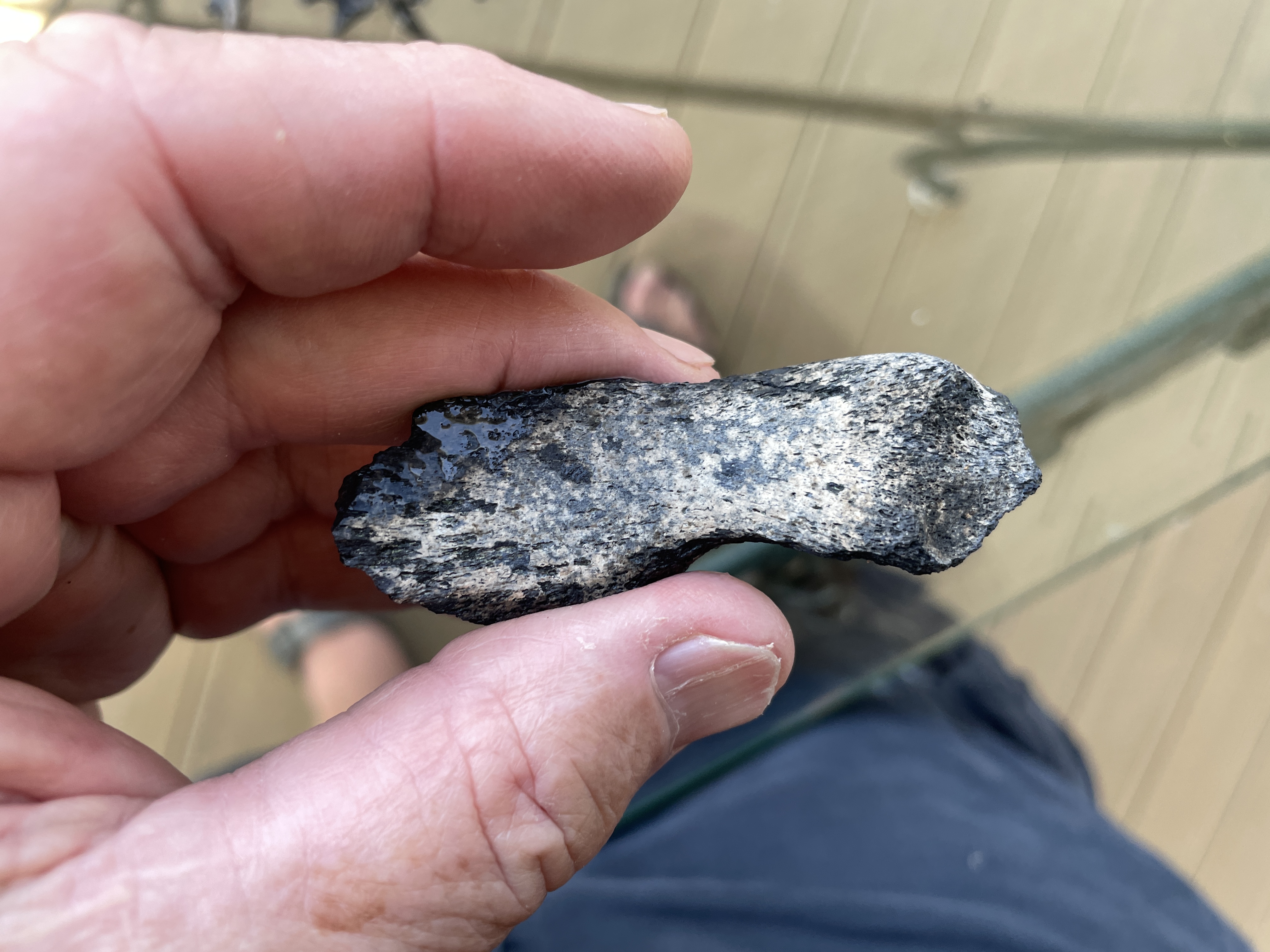 A Twisted Bone - Fossil ID - The Fossil Forum