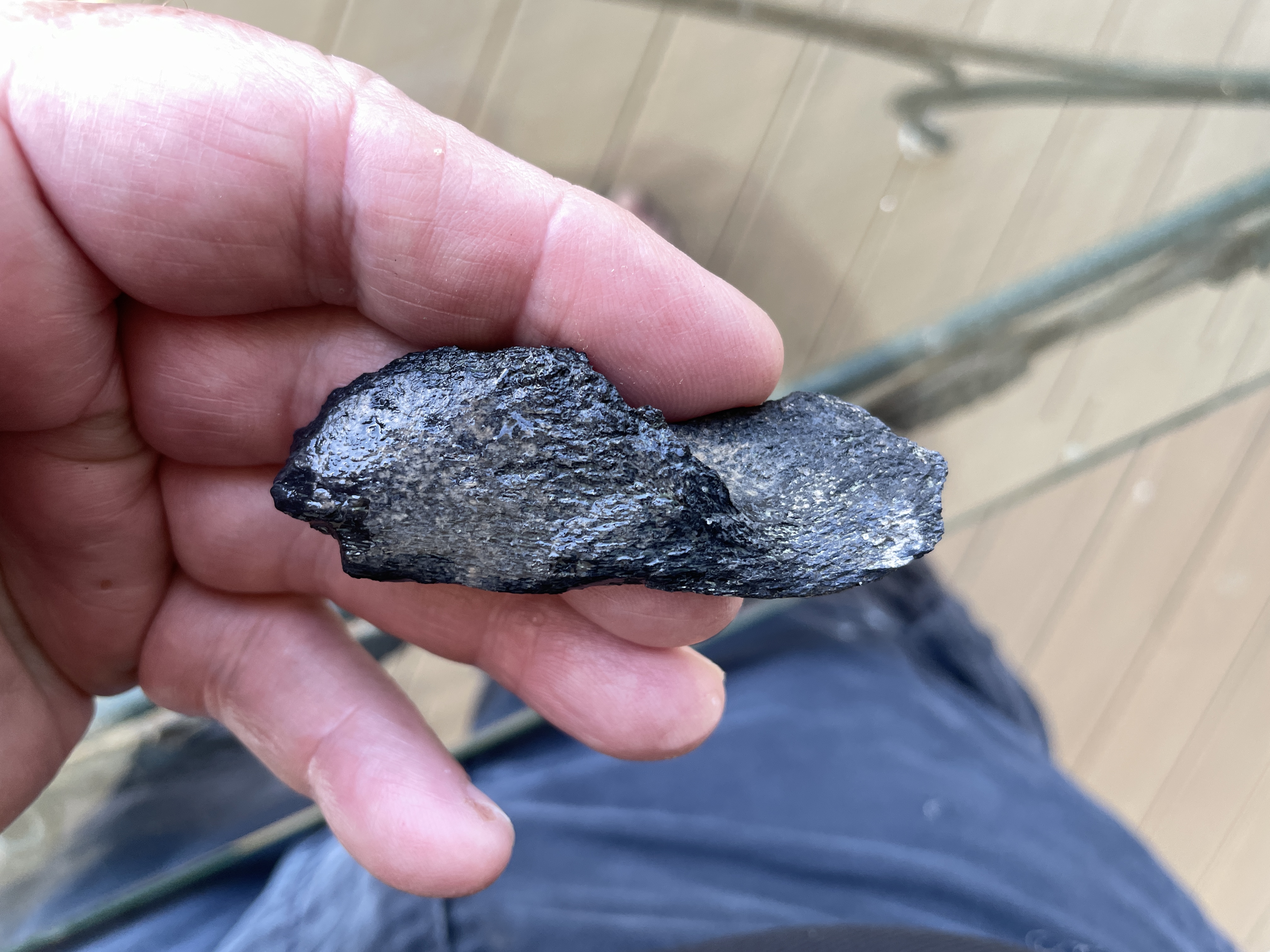 A Twisted Bone - Fossil ID - The Fossil Forum