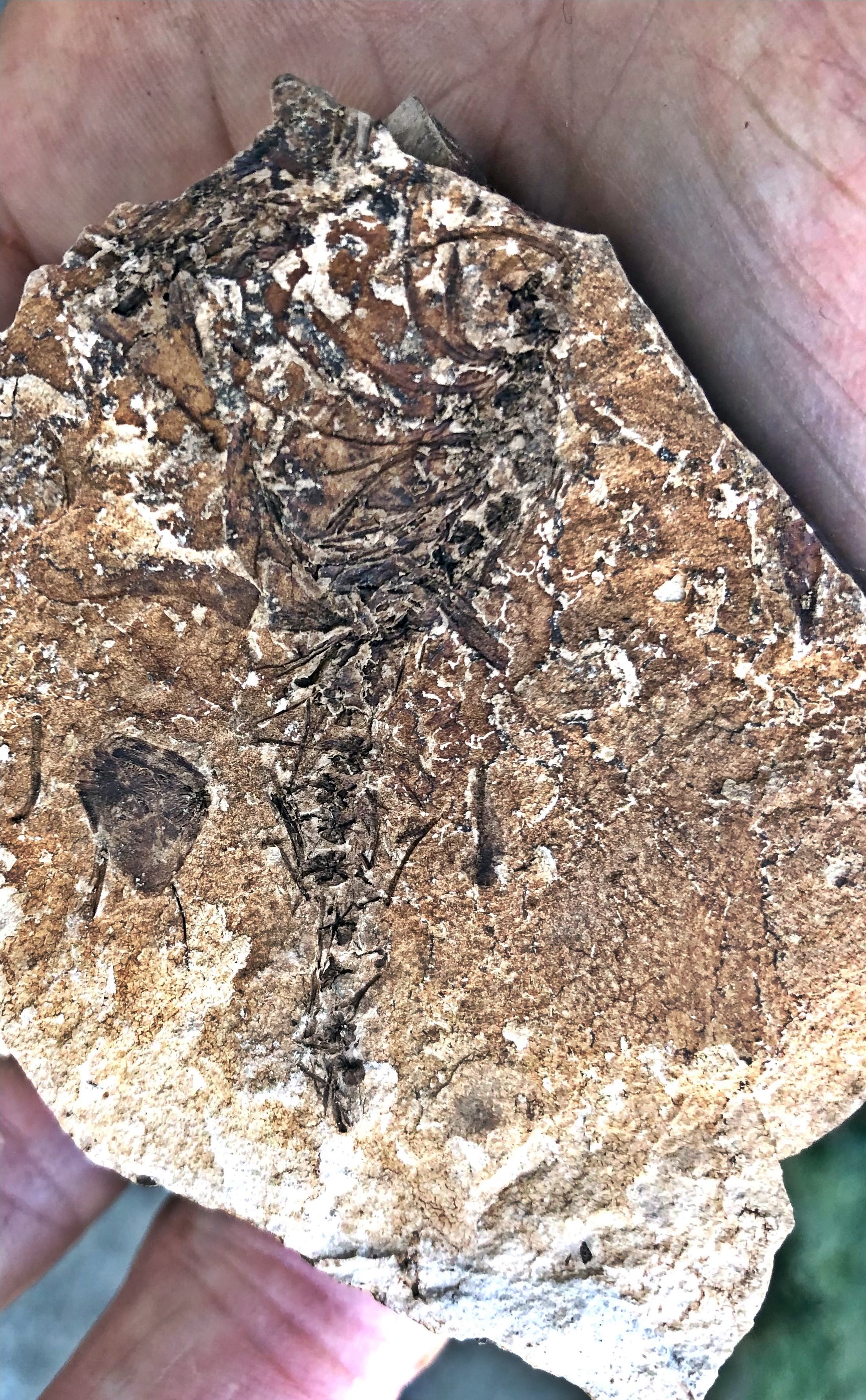 Fossils out of Fossil Oregon, Plant or bone? - Fossil ID - The Fossil Forum