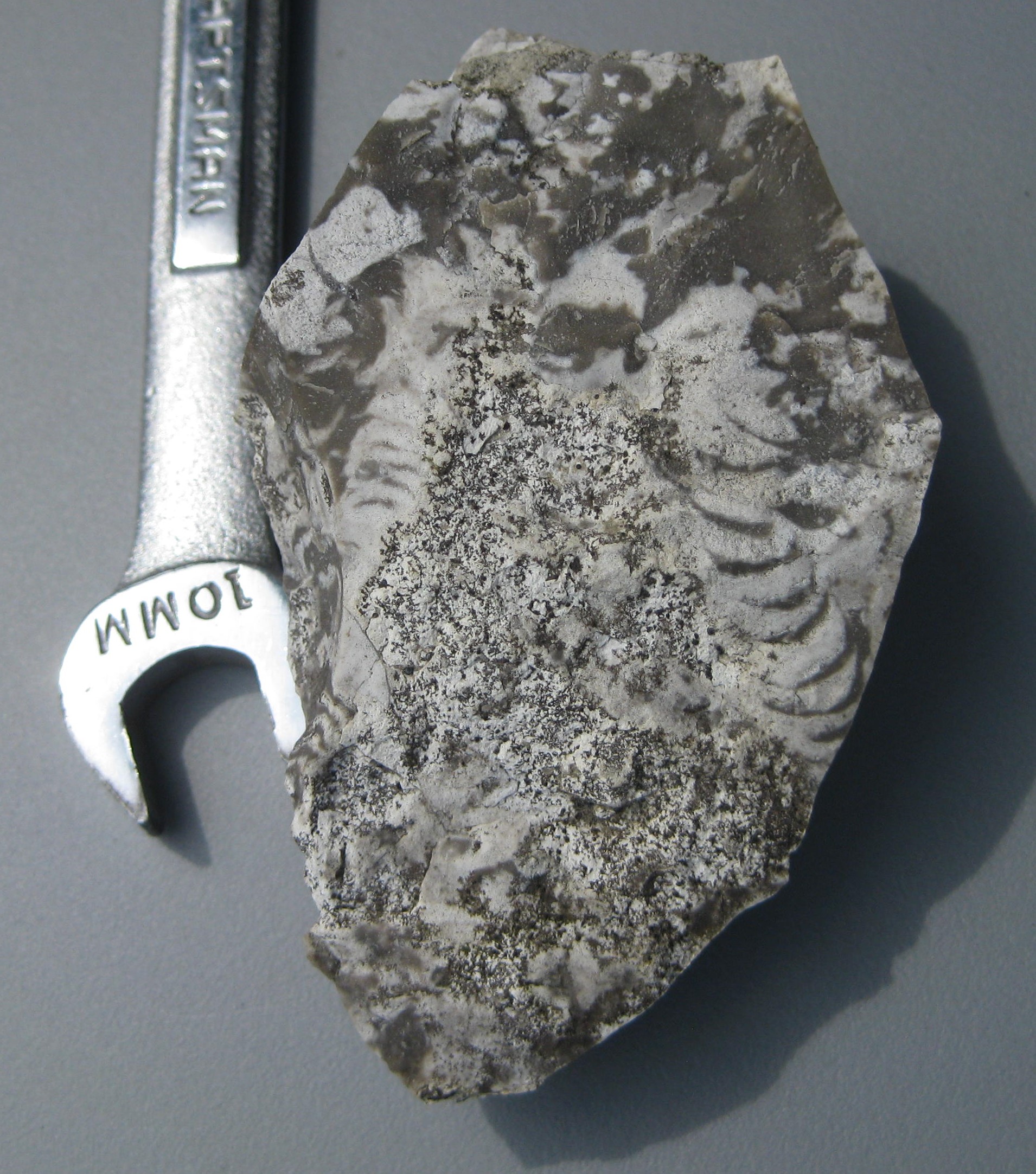 Trace too - Fossil ID - The Fossil Forum