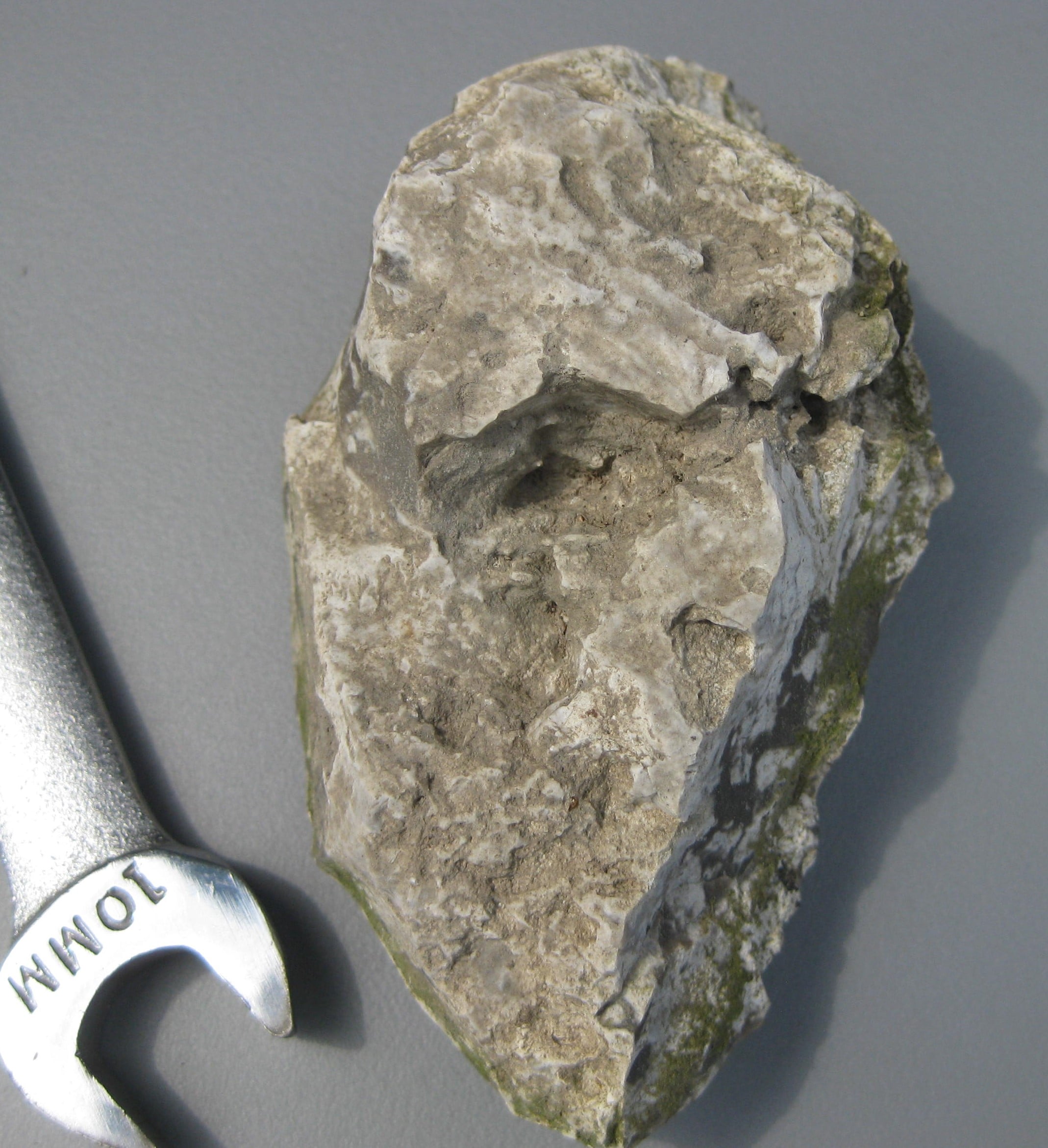 Trace too - Fossil ID - The Fossil Forum