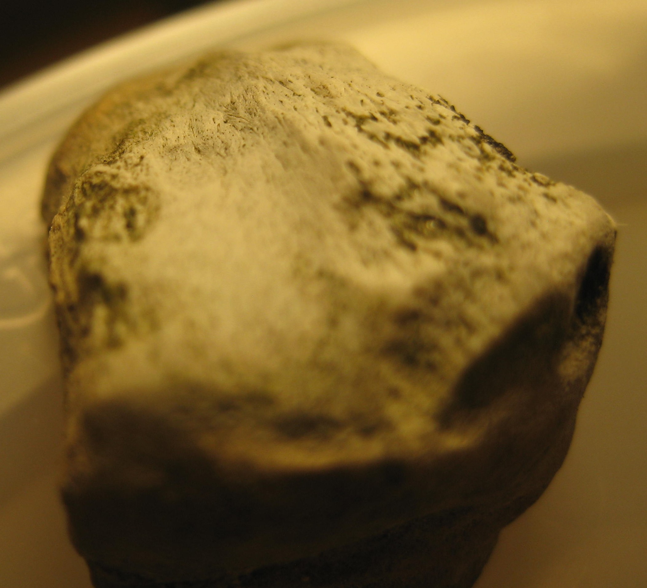 Fish bone ? - Fossil ID - The Fossil Forum
