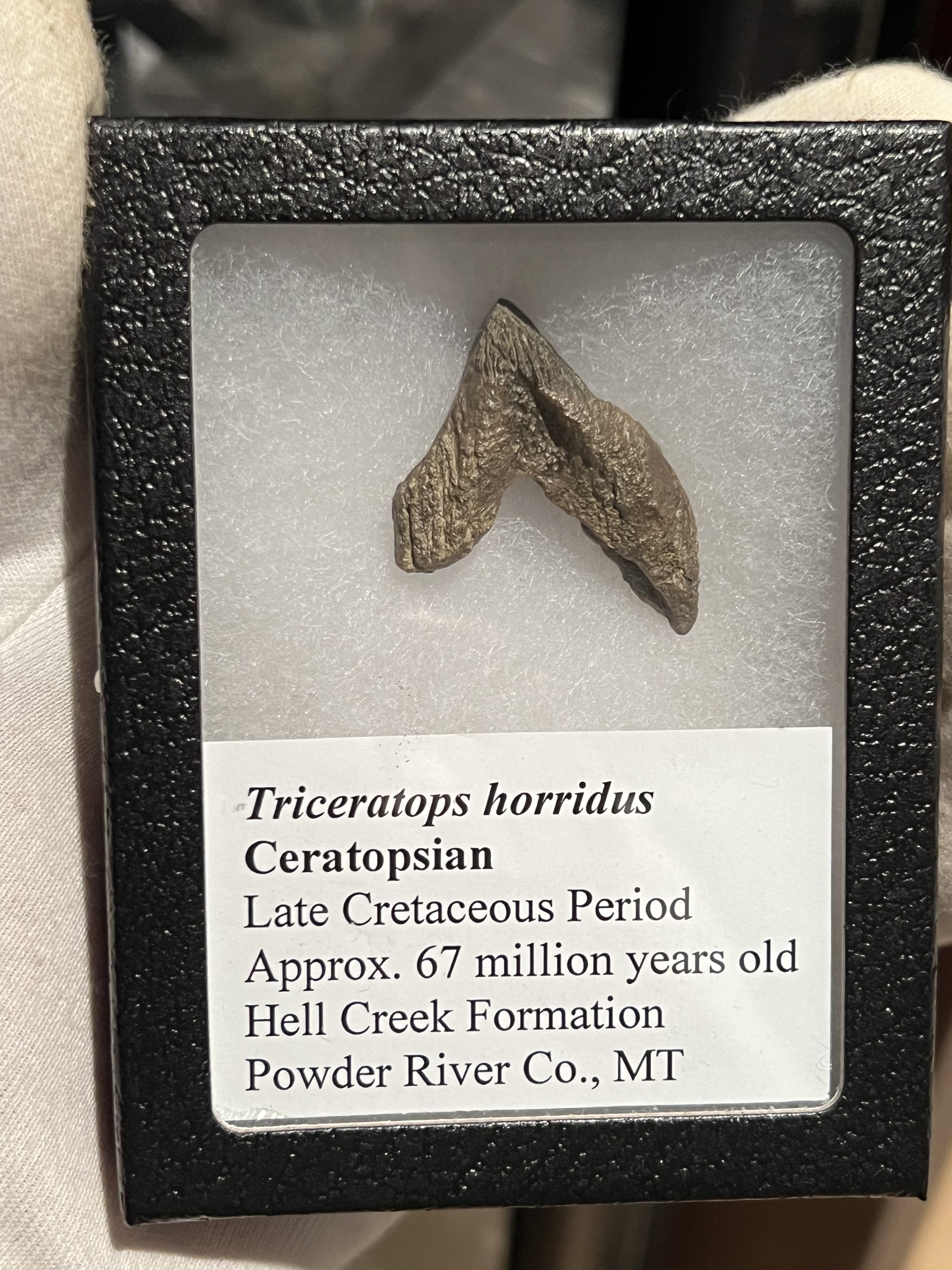Triceratops horridus or prorus - Member Collections - The Fossil Forum