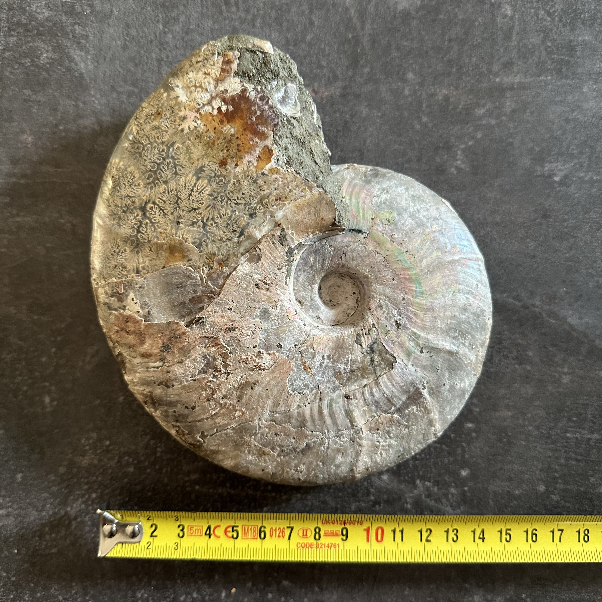 Ammonite preparation recommendations - Fossil Preparation - The Fossil ...
