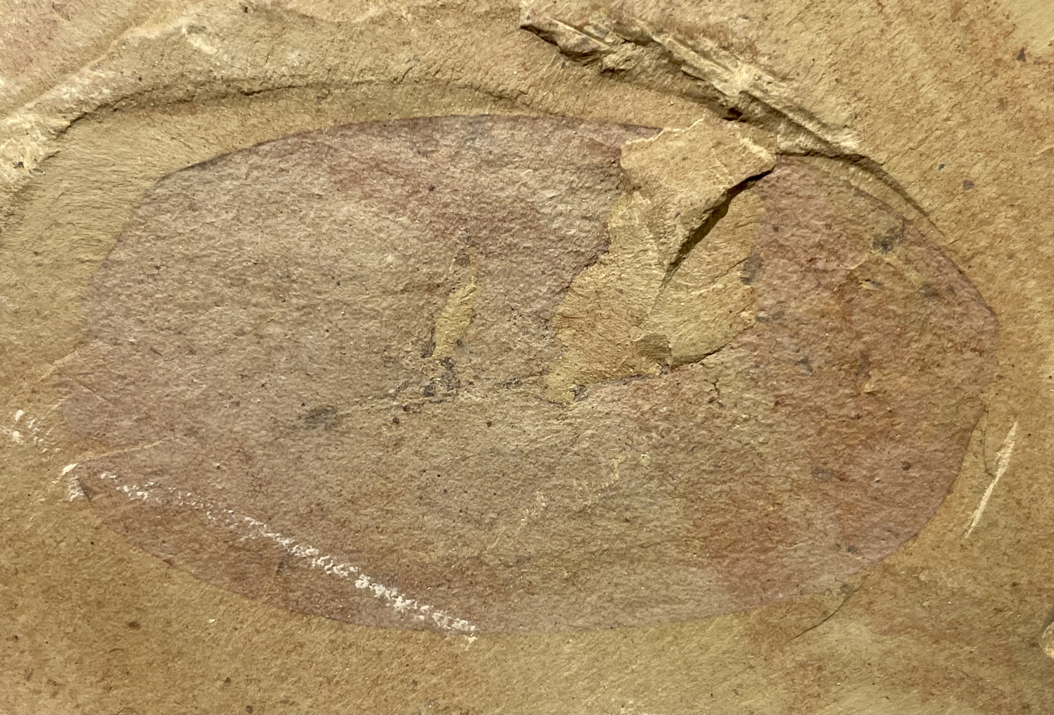 Guanshan biota unknowns: Vetulicolia? - Fossil ID - The Fossil Forum