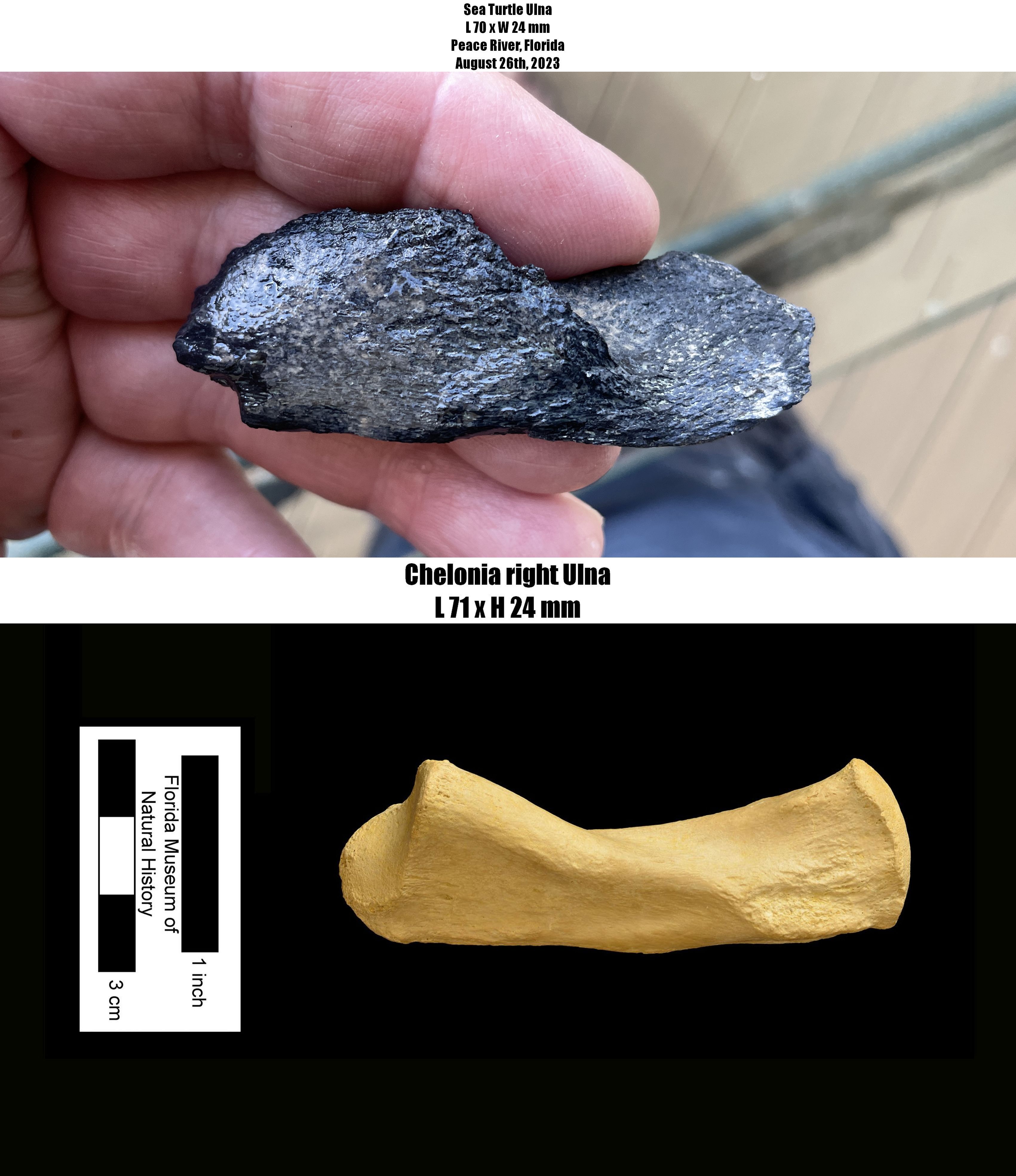 A Twisted Bone - Fossil ID - The Fossil Forum