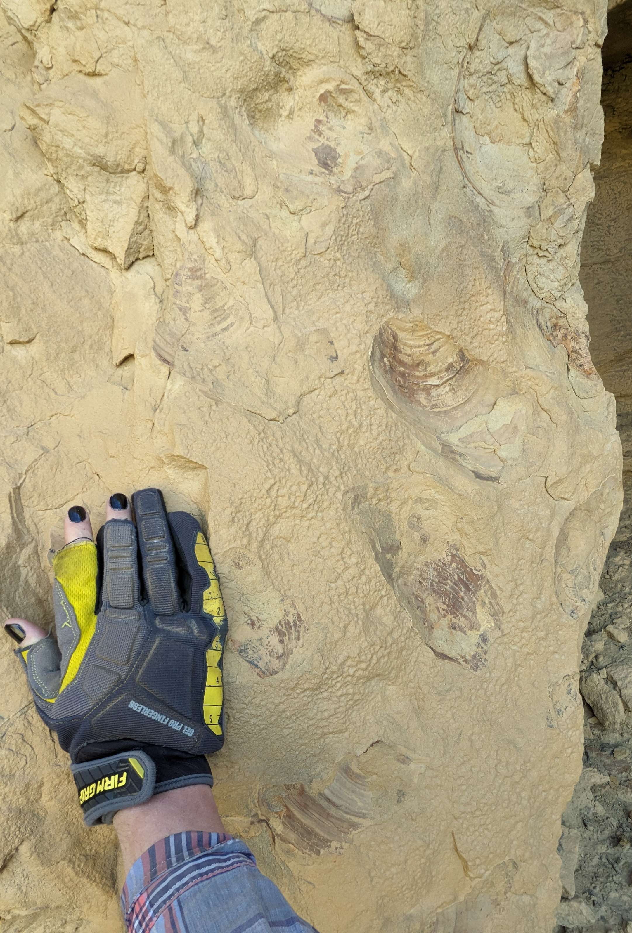 Select finds on Menefee Expedition 2023 - Fossil Hunting Trips - The ...