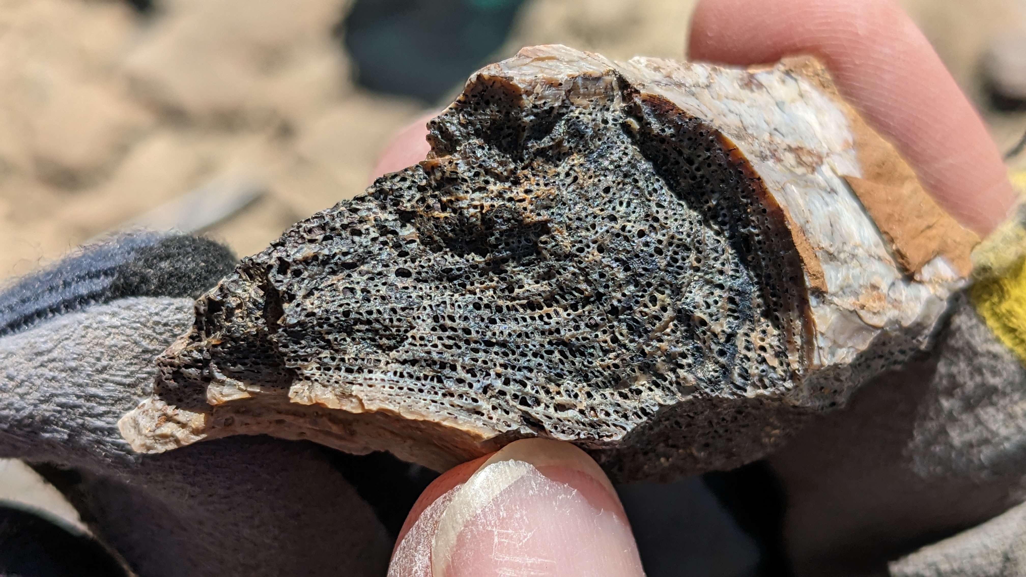 Select finds on Menefee Expedition 2023 - Fossil Hunting Trips - The ...