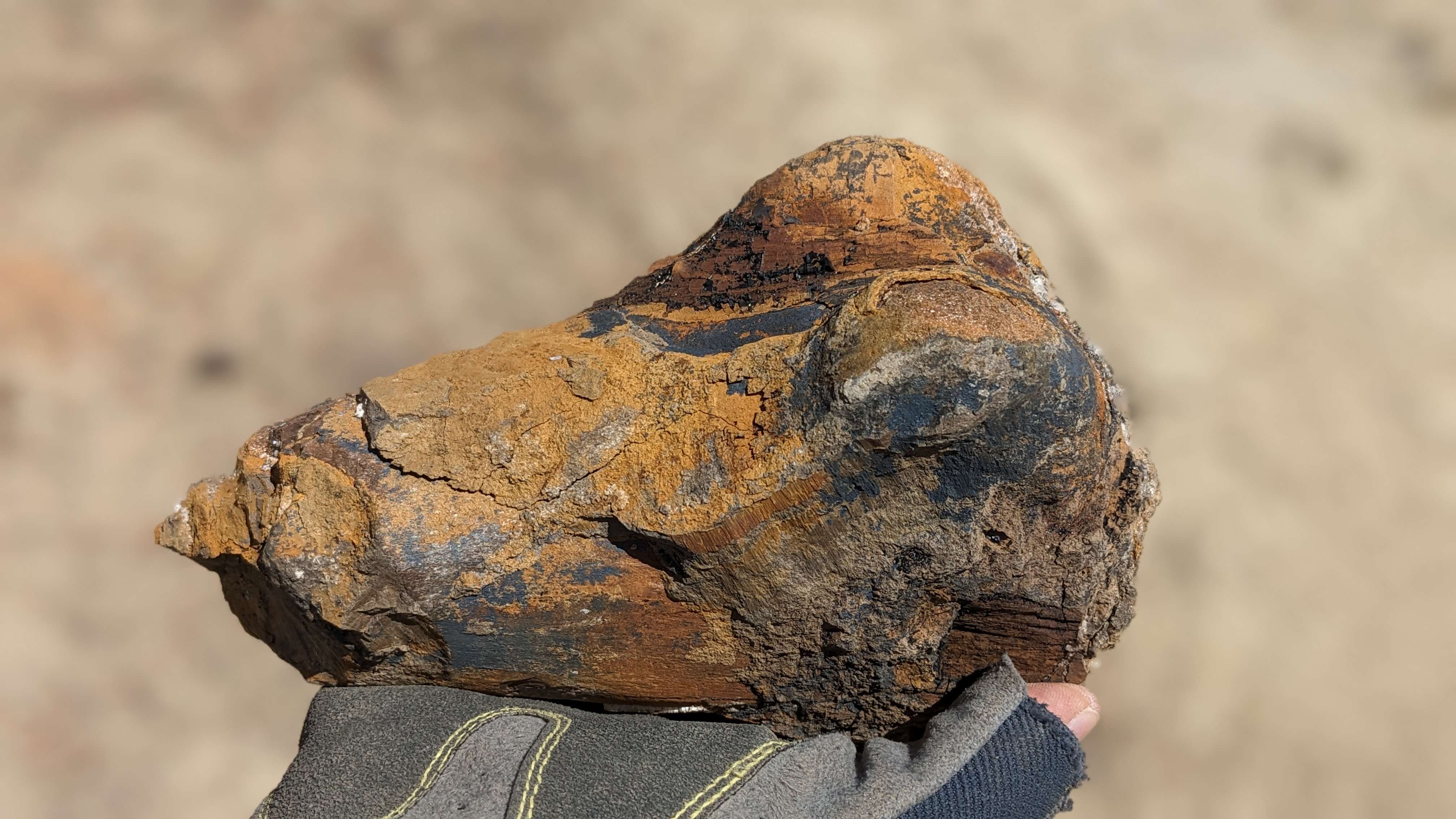 Select finds on Menefee Expedition 2023 - Fossil Hunting Trips - The ...