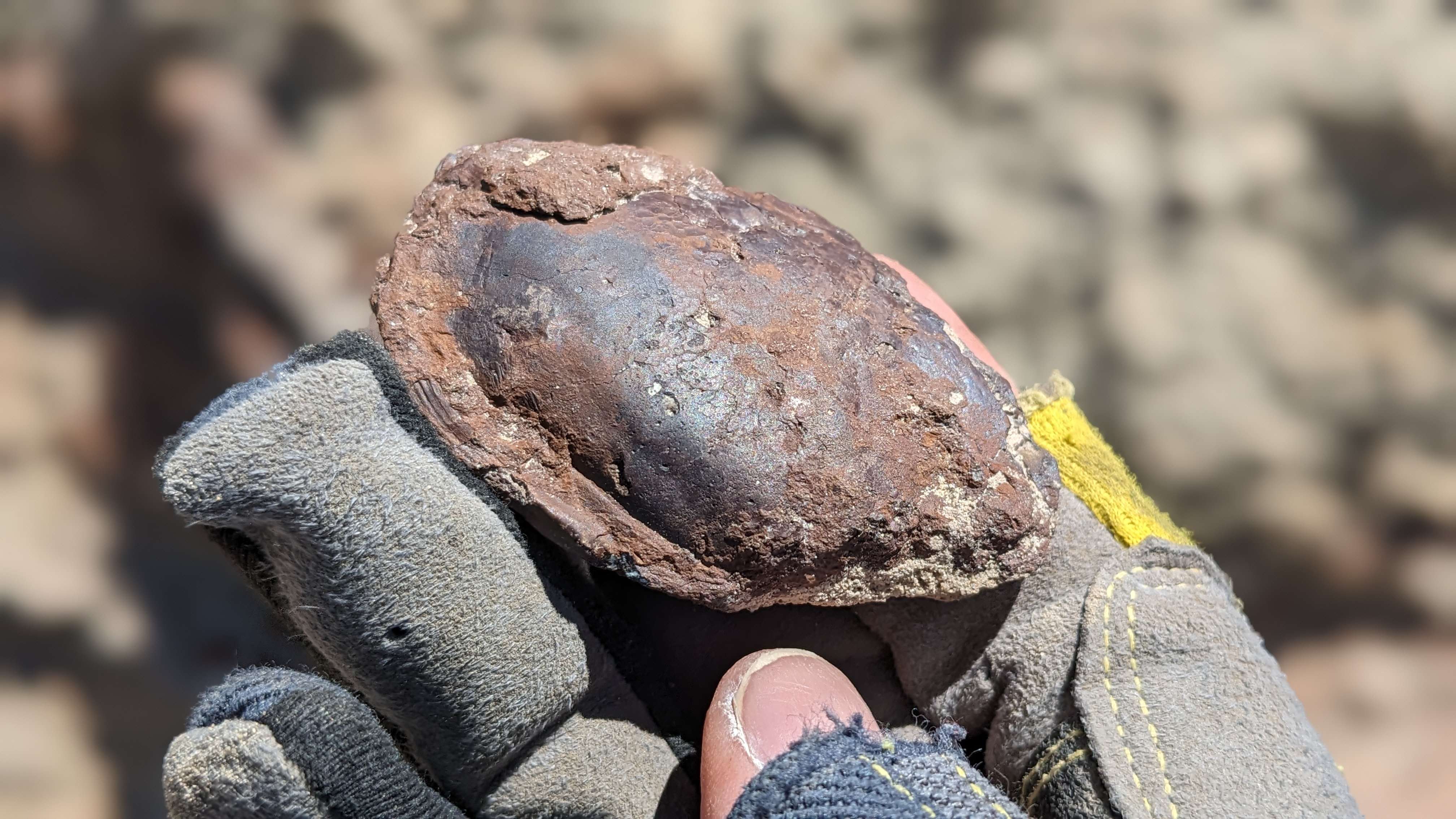 Select finds on Menefee Expedition 2023 - Fossil Hunting Trips - The ...
