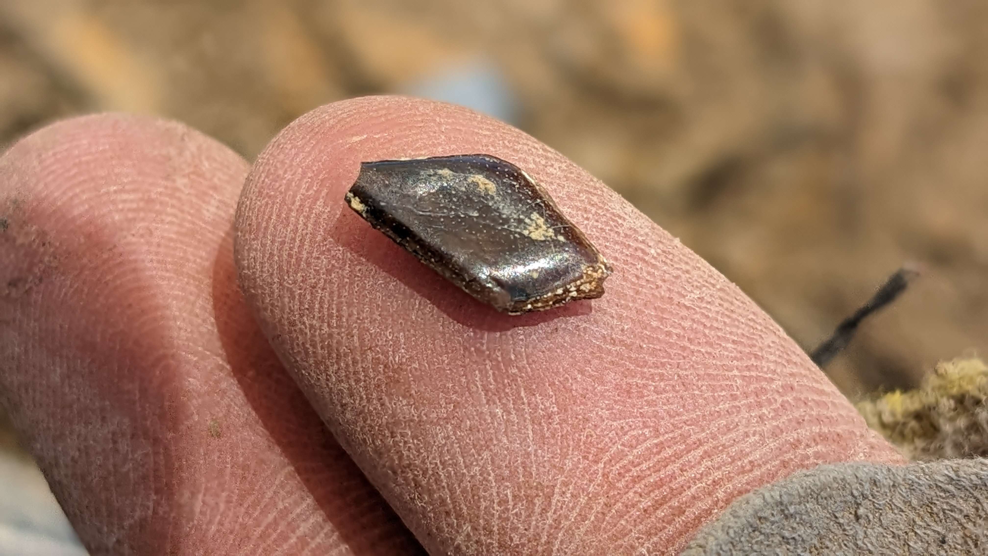 Select finds on Menefee Expedition 2023 - Fossil Hunting Trips - The ...