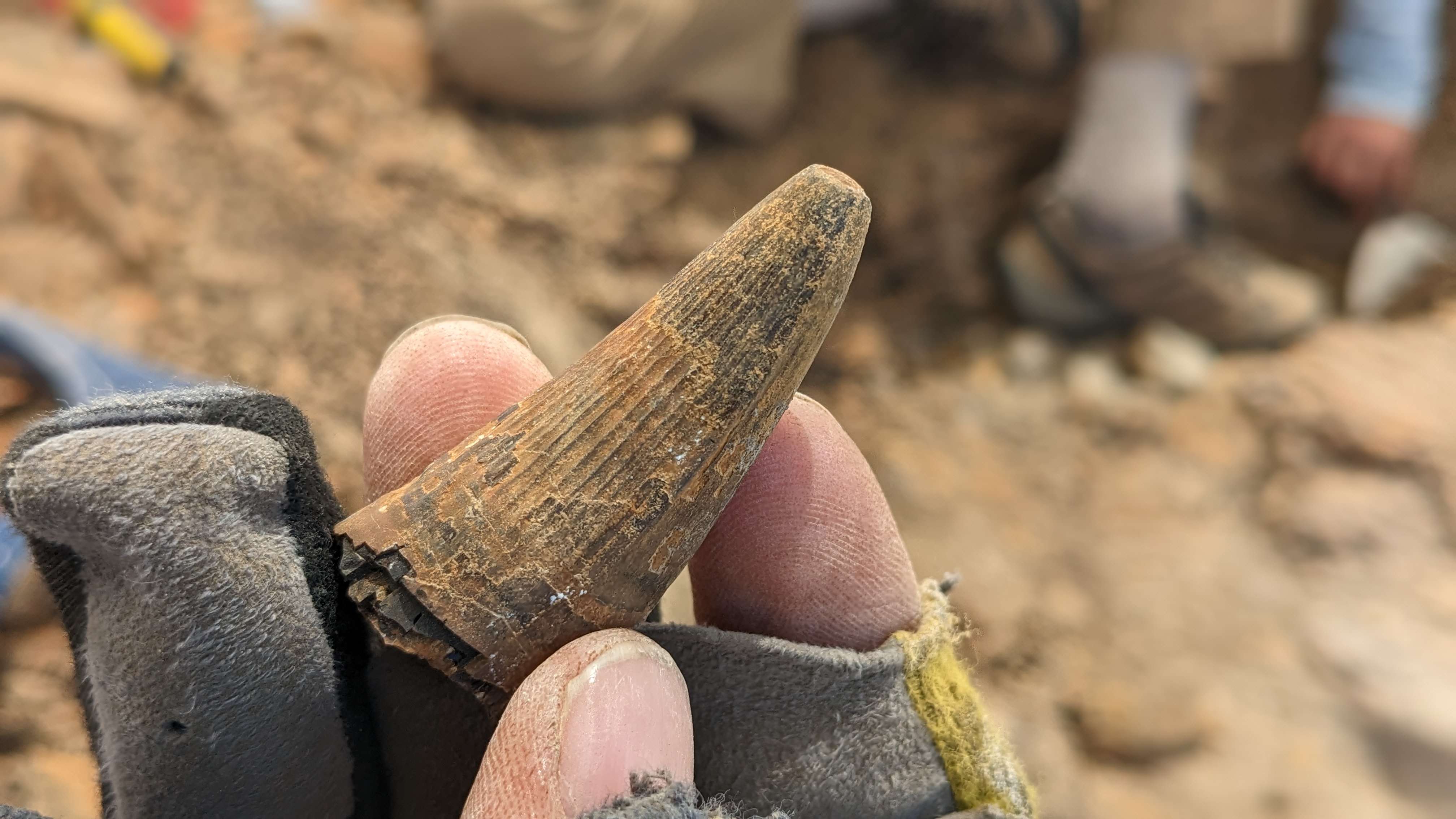 Select finds on Menefee Expedition 2023 - Fossil Hunting Trips - The ...
