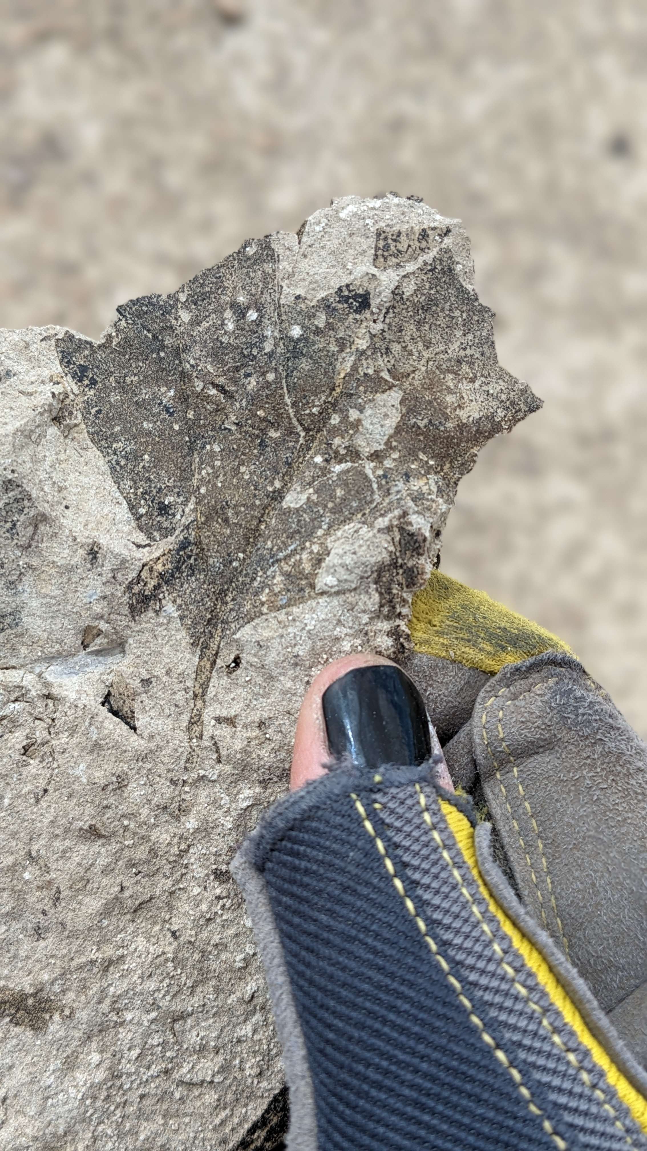 Select finds on Menefee Expedition 2023 - Fossil Hunting Trips - The ...