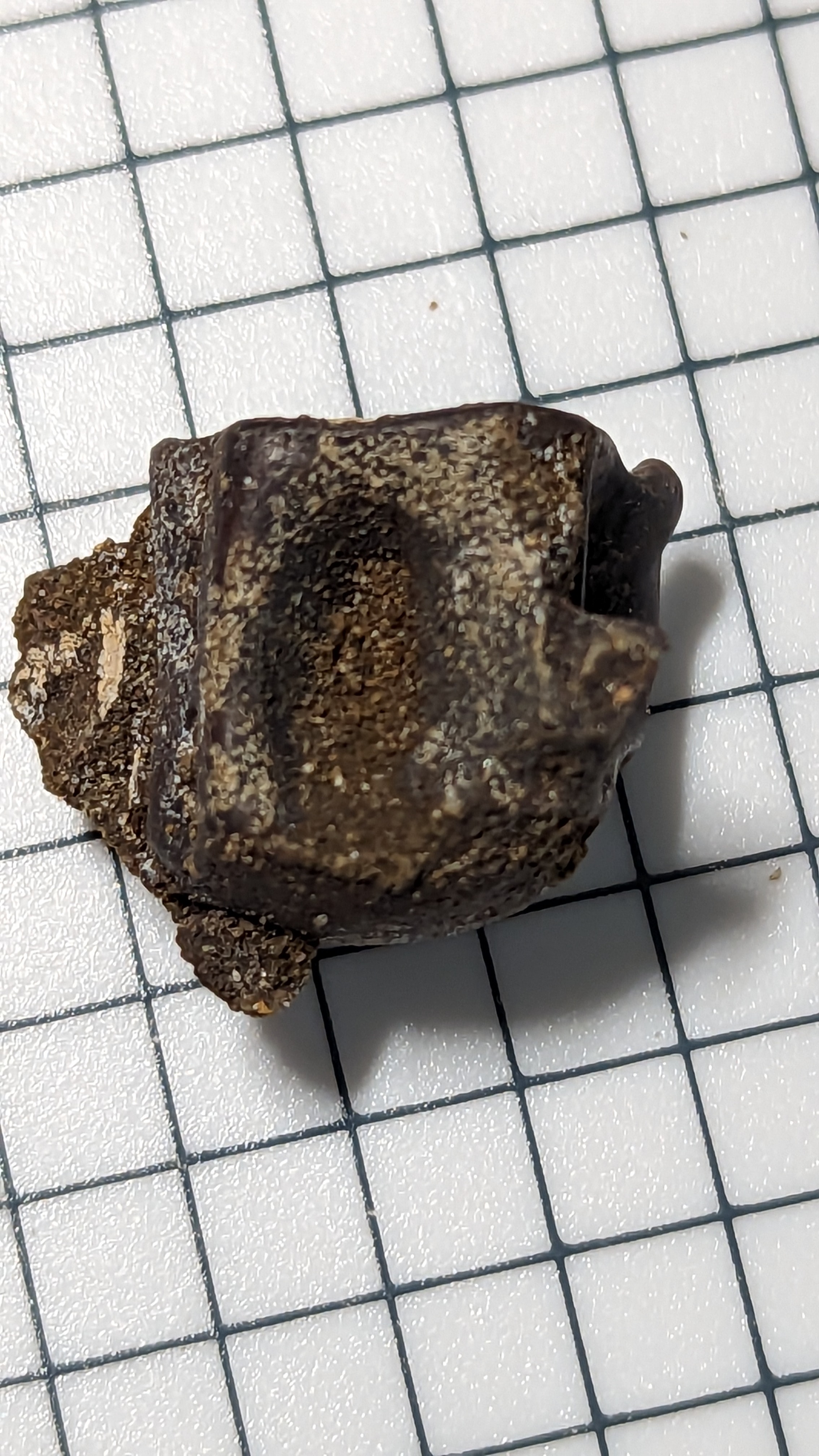 Judith River Channel Deposit #1 - Fossil ID - The Fossil Forum