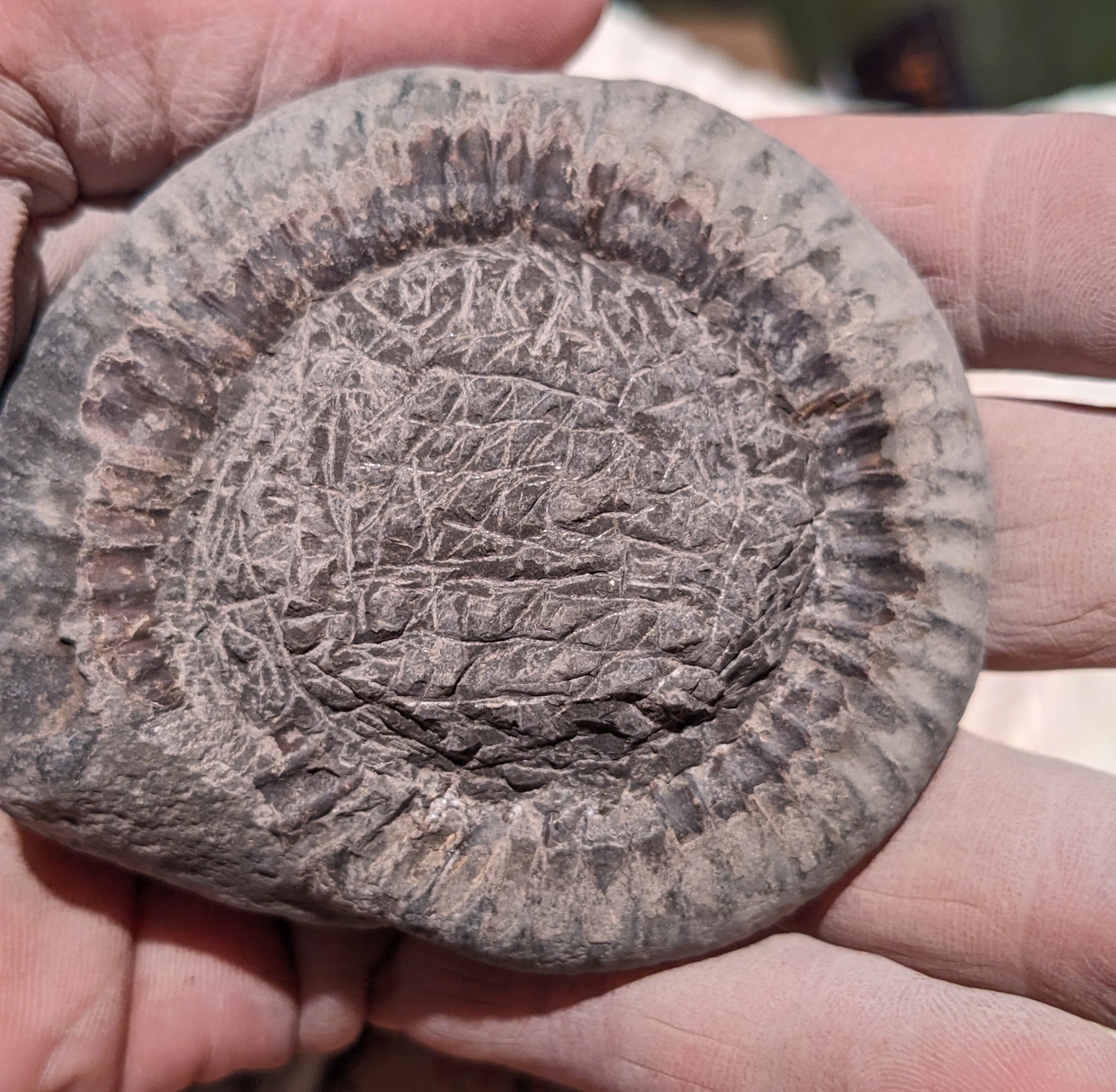 Beginner Fossil Preparator - Fossil Preparation - The Fossil Forum