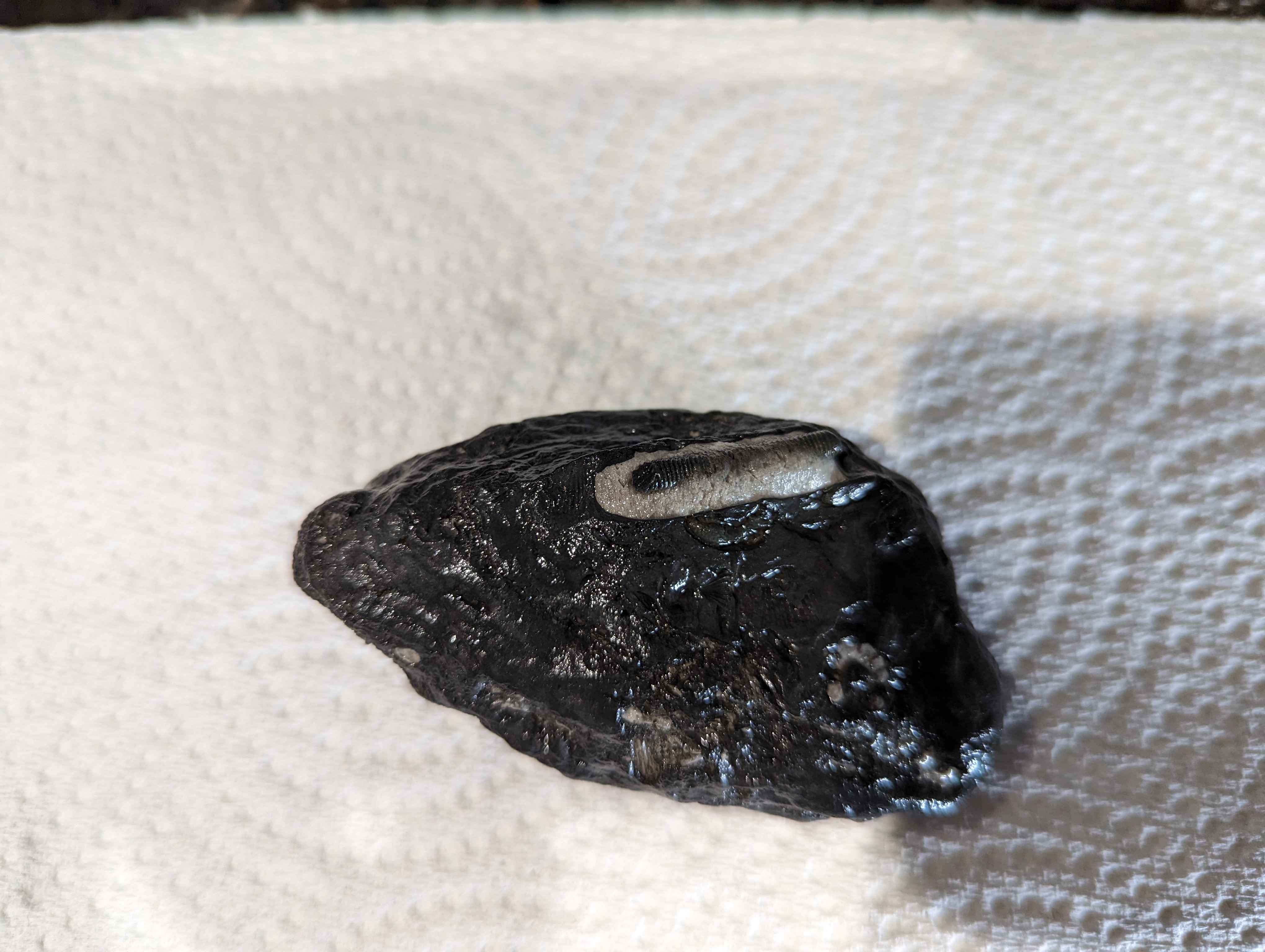 What is surrounding this Crinoid stem? - Fossil ID - The Fossil Forum