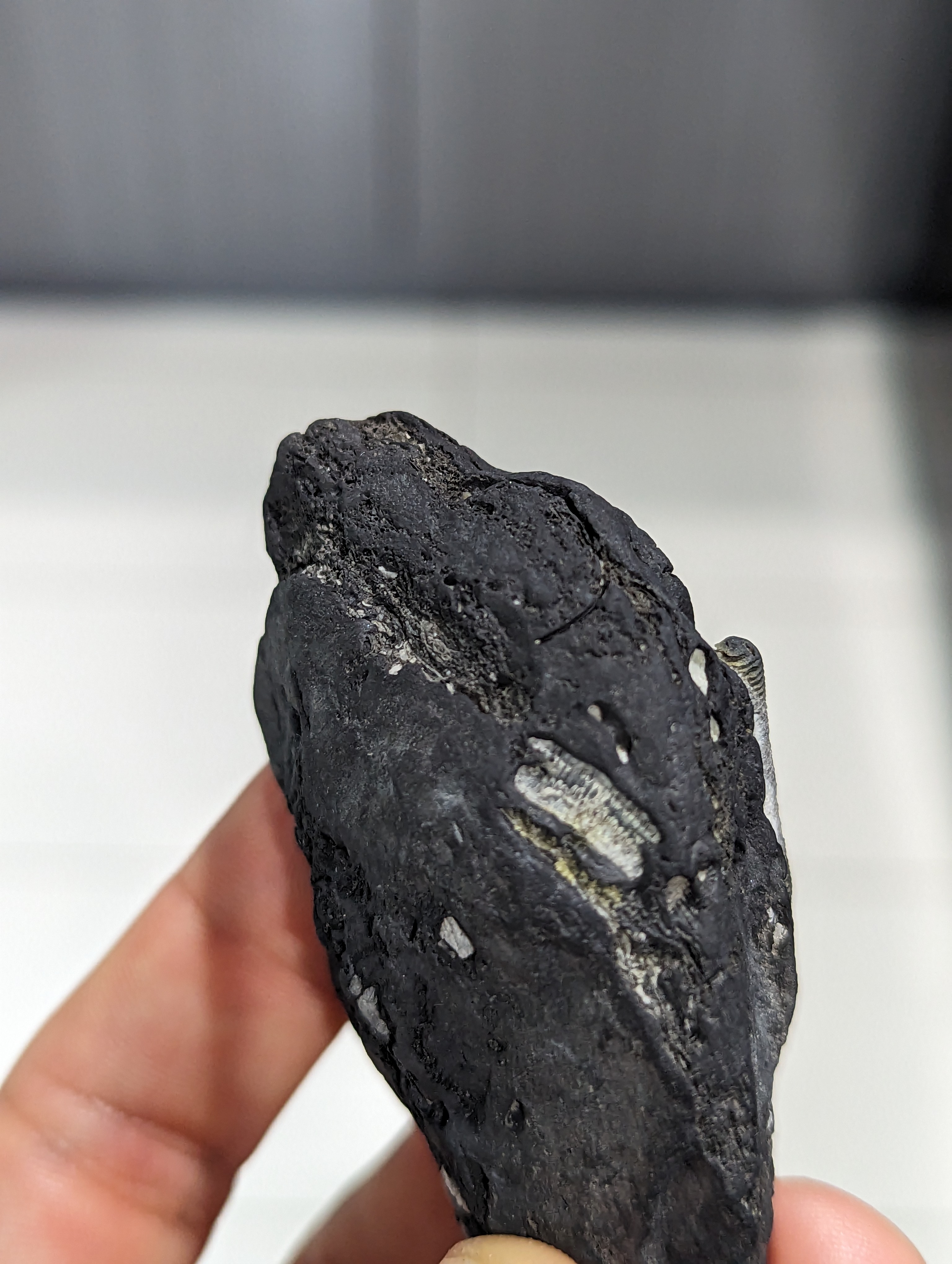 What is surrounding this Crinoid stem? - Fossil ID - The Fossil Forum