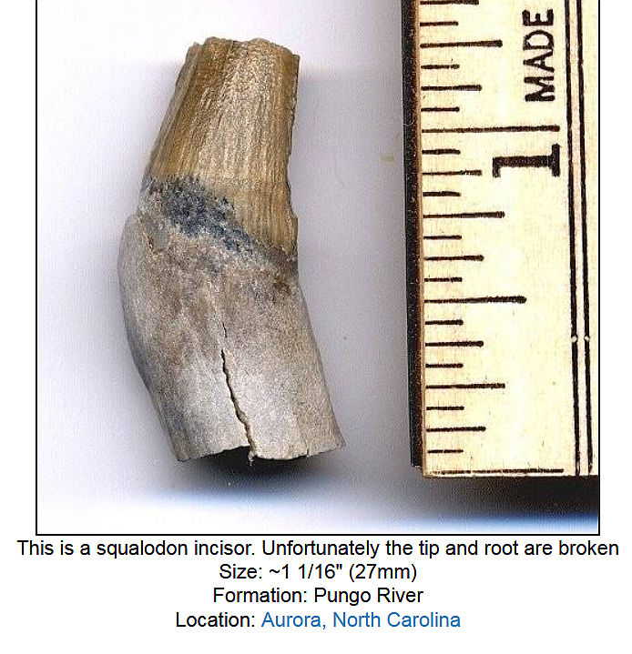 Unusual enamel fragment from Calvert Cliffs - Fossil ID - The Fossil Forum