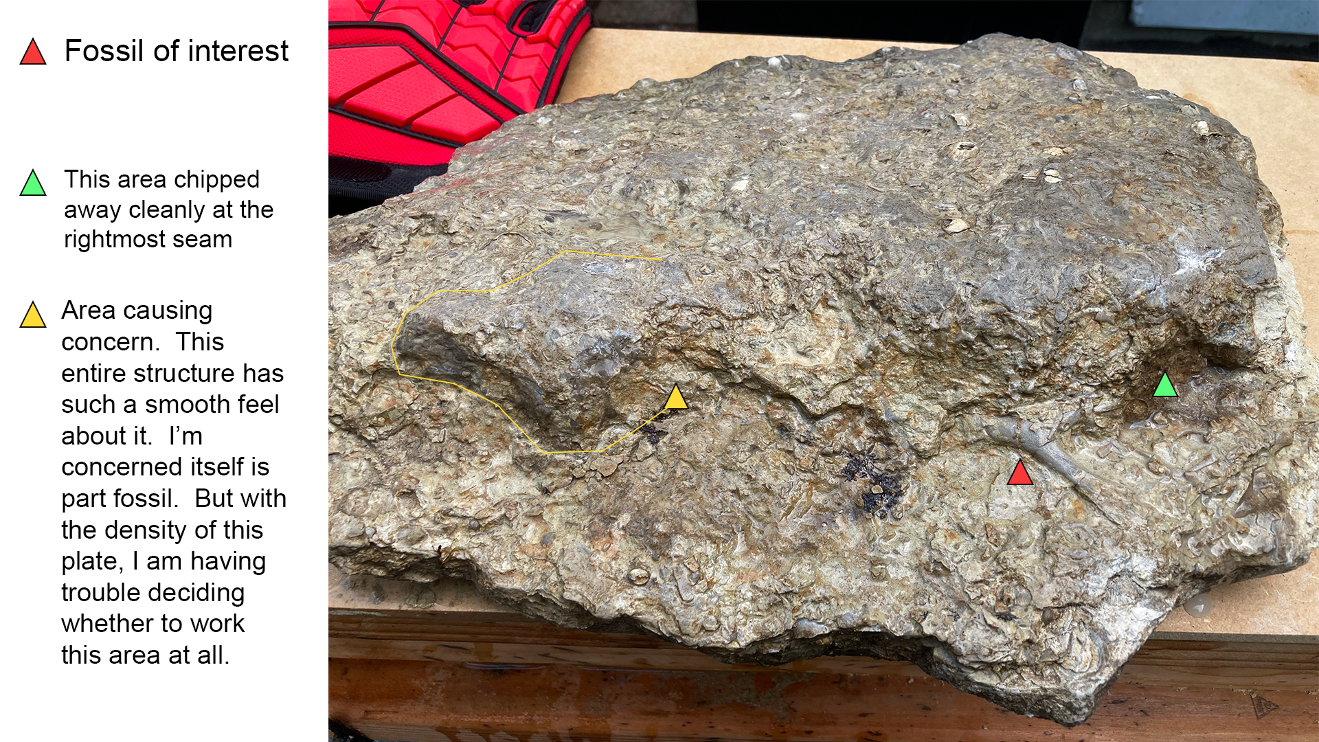 Prep for what appears to be a sea bed chunk. - Fossil Preparation - The ...