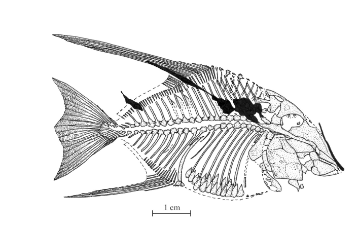 Agoultpycnodus aldrovandii Taverne & Capasso 2023 - Fishes - The Fossil ...