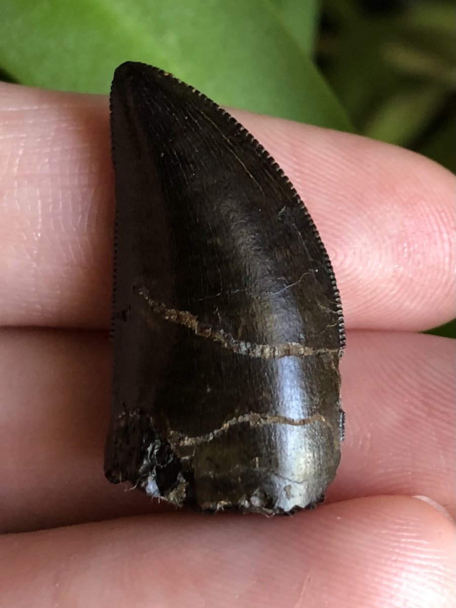 Tyrannosaurus rex tooth - Dinosaurs - The Fossil Forum