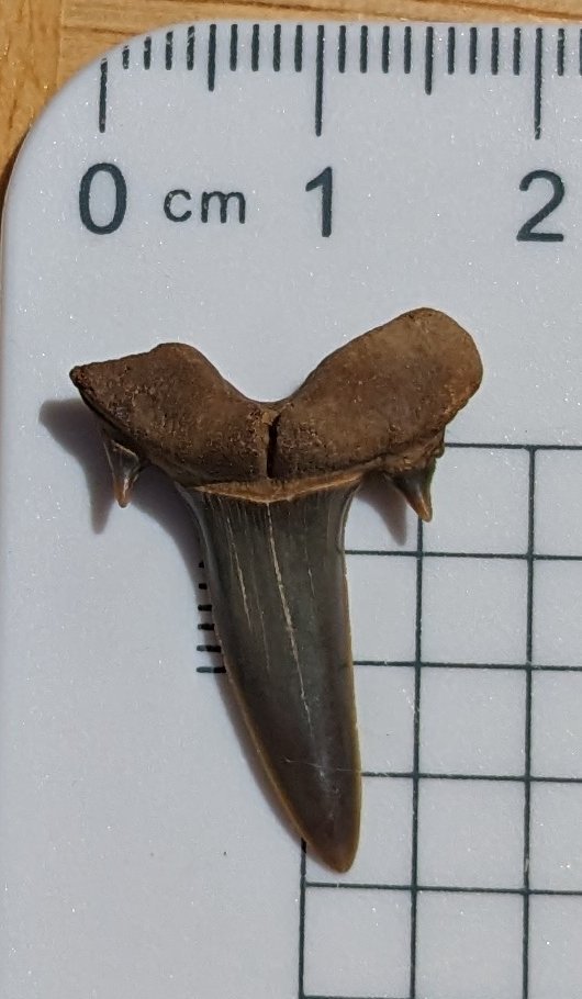 Tooth - Member Collections - The Fossil Forum
