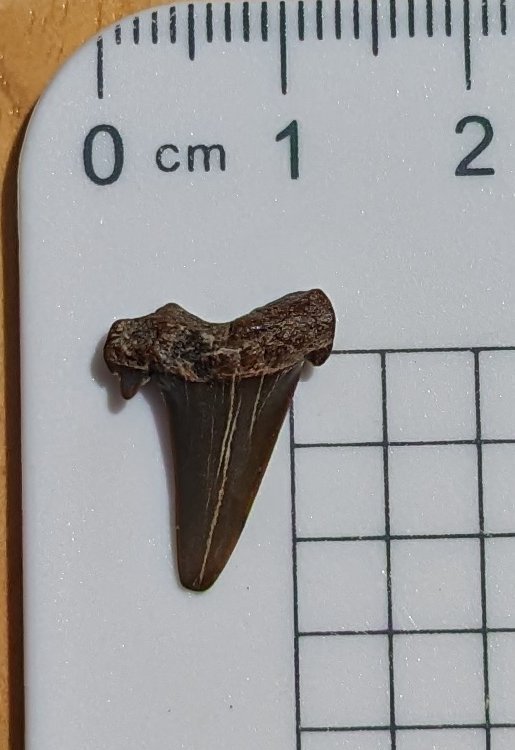 Tooth - Member Collections - The Fossil Forum