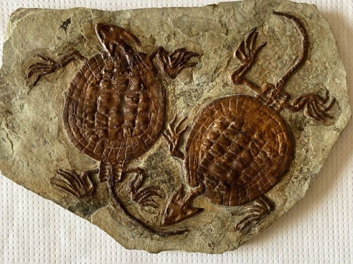 Fossil Turtle? Placochelys - Is It Real? How to Recognize Fossil ...