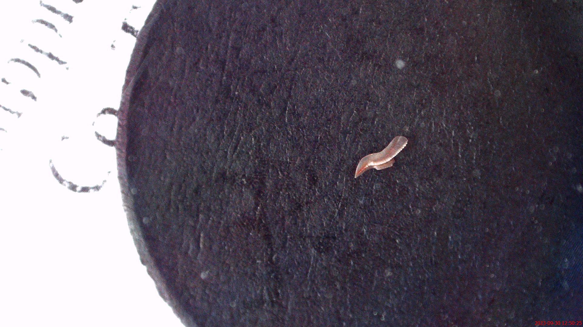 Conodont elements - Micro-paleontology - The Fossil Forum
