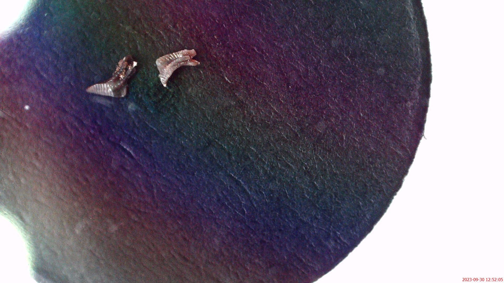Conodont elements - Micro-paleontology - The Fossil Forum