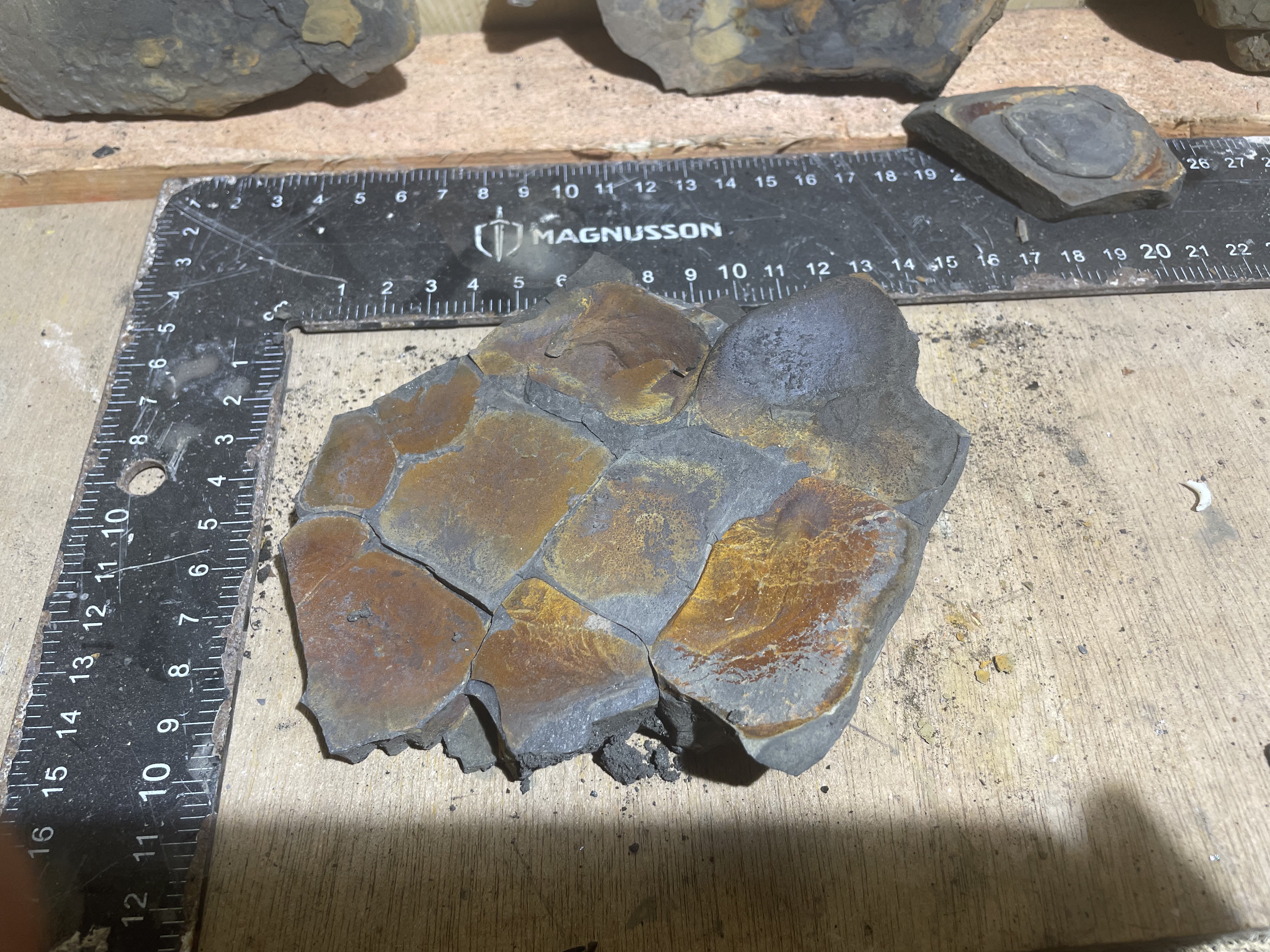 Carboniferous shale with leaf/scale looking shapes - Fossil ID - The ...