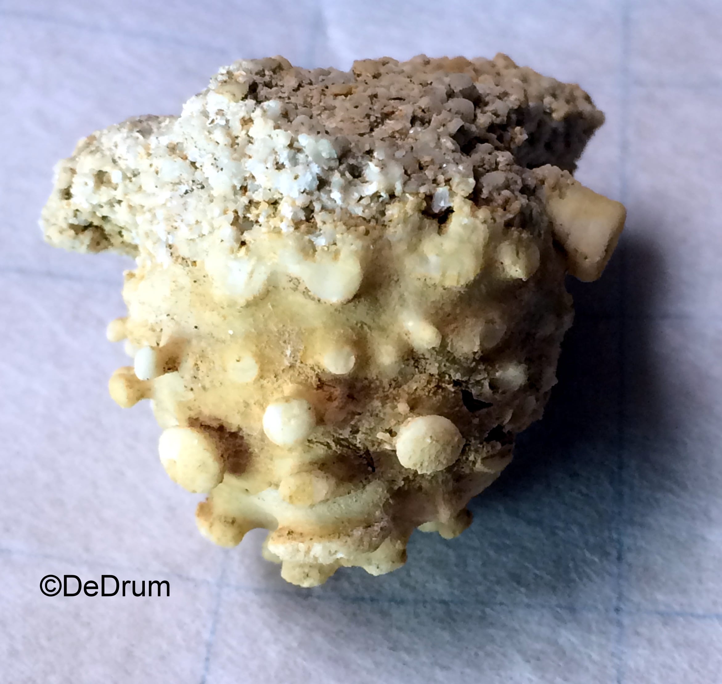 Mochaccino's Crinoids (and Other Echinoderms) - Member Collections ...