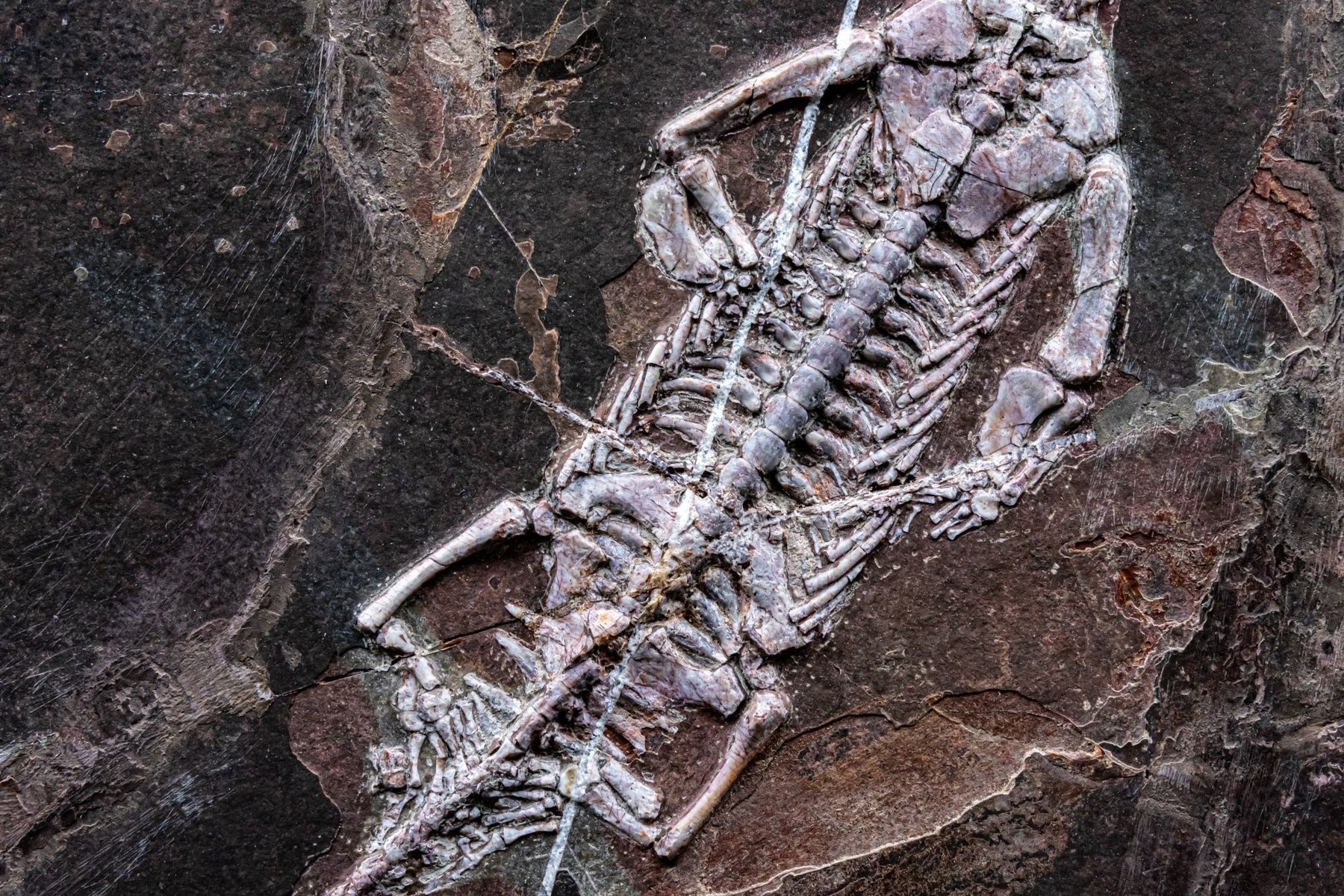 Keichousaurus - real or fake? - Is It Real? How to Recognize Fossil ...