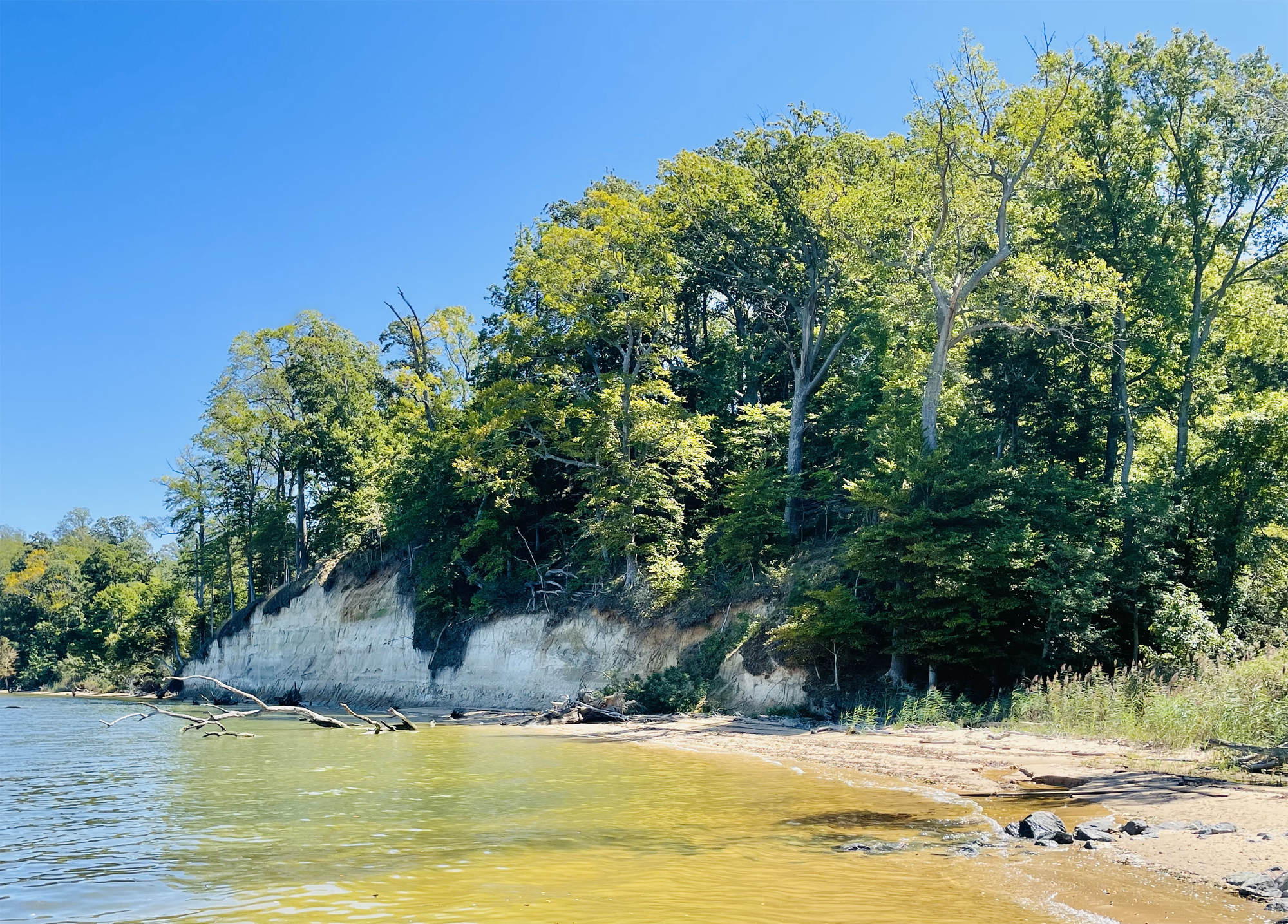 Calvert Formation - Stratford Hall and Westmoreland State Park - Fossil ...