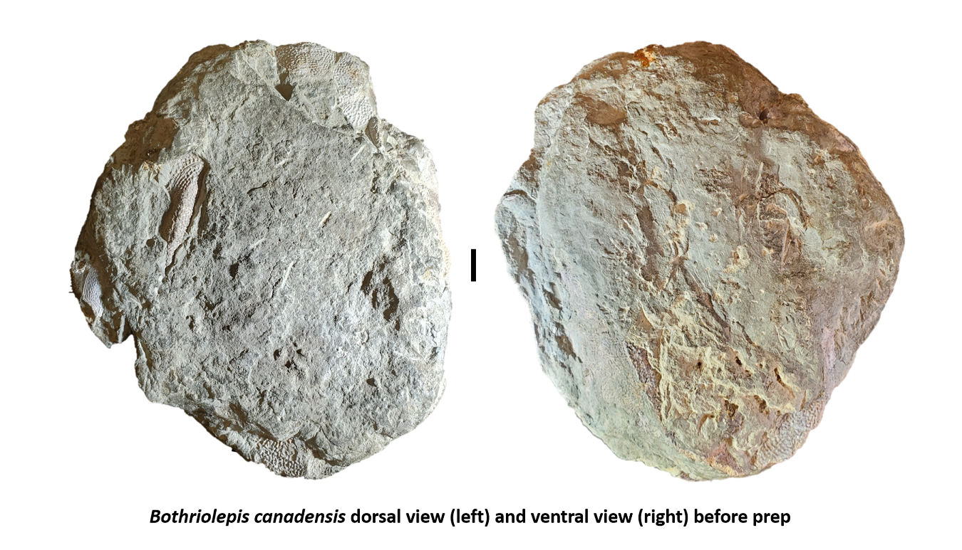Bothriolepis canadensis prep - Fossil Preparation - The Fossil Forum